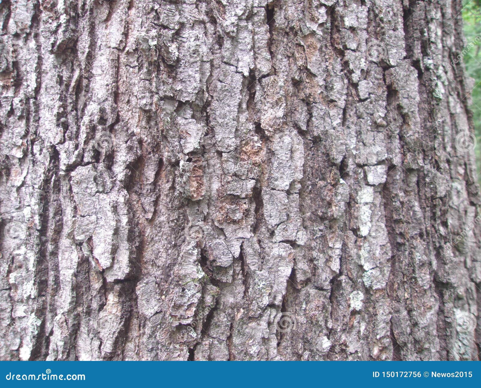 Tree Bark in the Park during the Daytime 1 Stock Photo - Image of ...