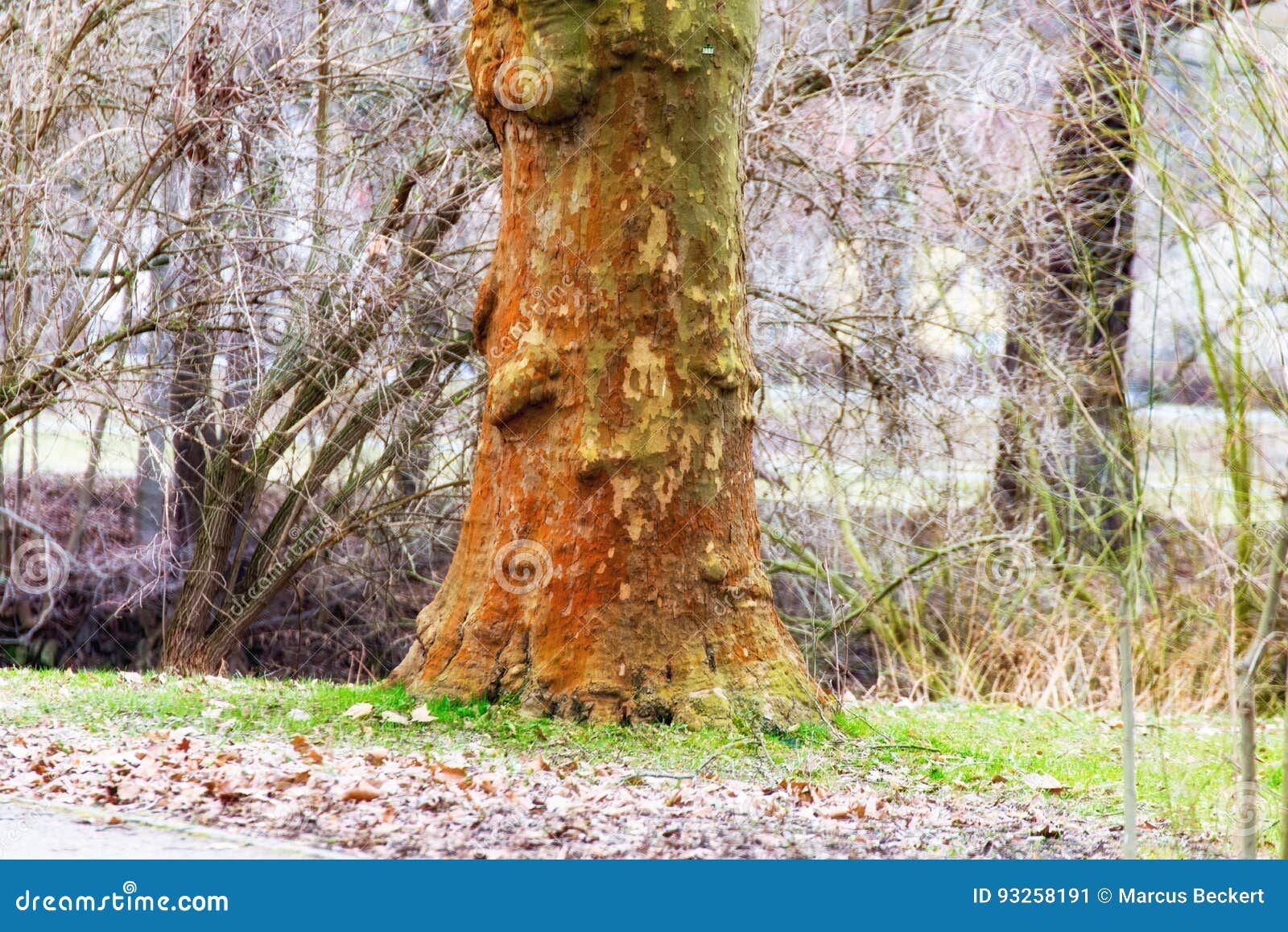 Tree without Bark in the Park Stock Image - Image of abstract, large ...
