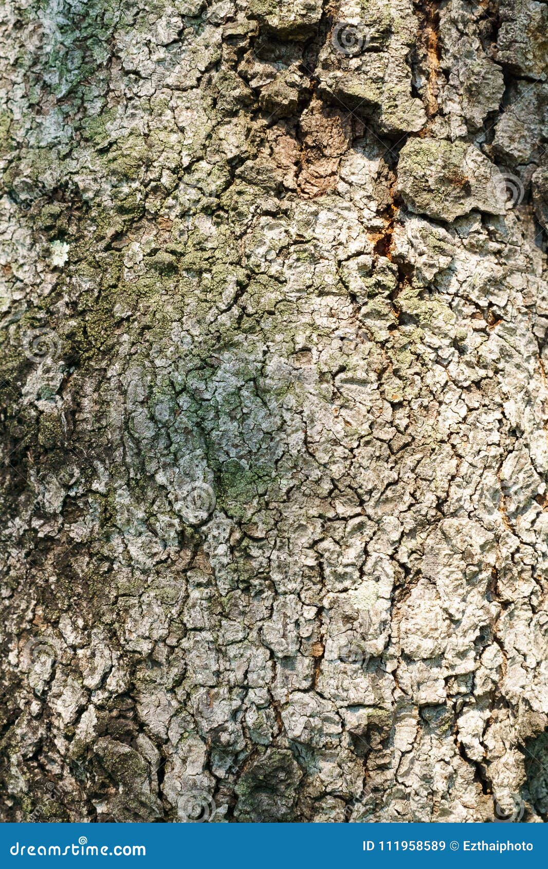 Tree Bark Pattern Texture Background, Old Wood Cracked Texture B Stock ...