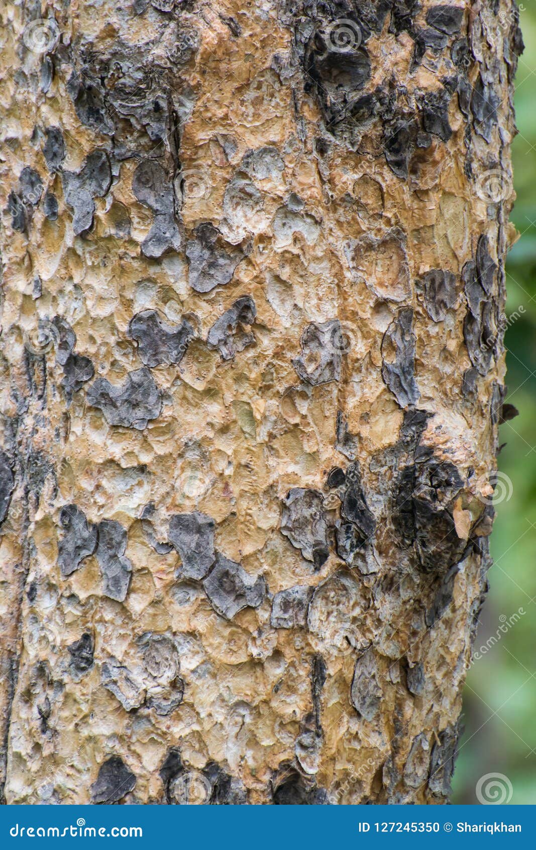 Tree Bark Pattern Texture Background Stock Photo - Image of stem ...