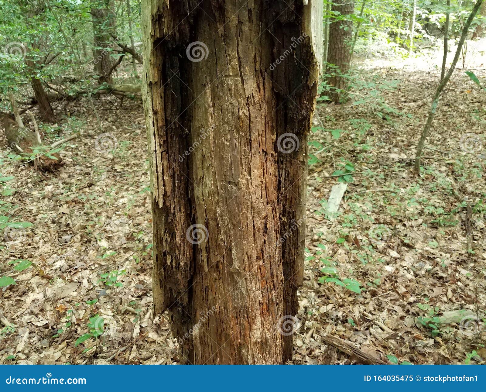 Tree with Bark Peeled or Stripped Off in Forest Stock Image - Image of ...