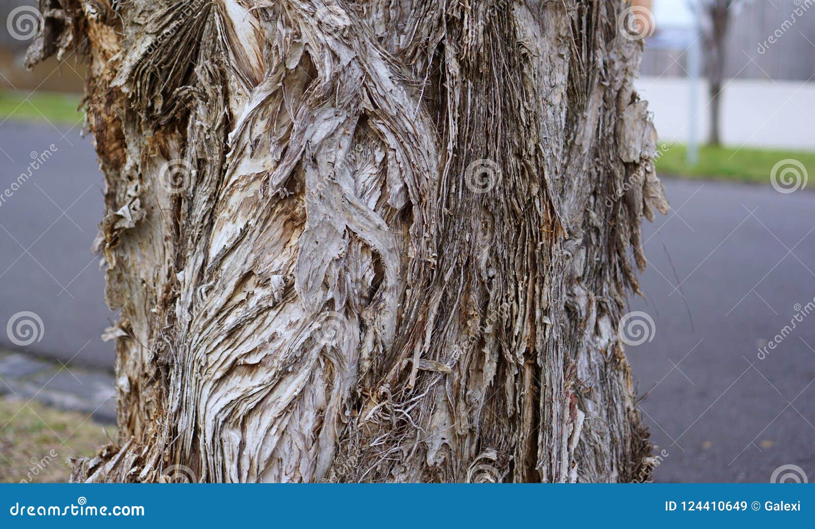 Tree Bark with Peeling Trunk Stock Image - Image of tree, peeling ...