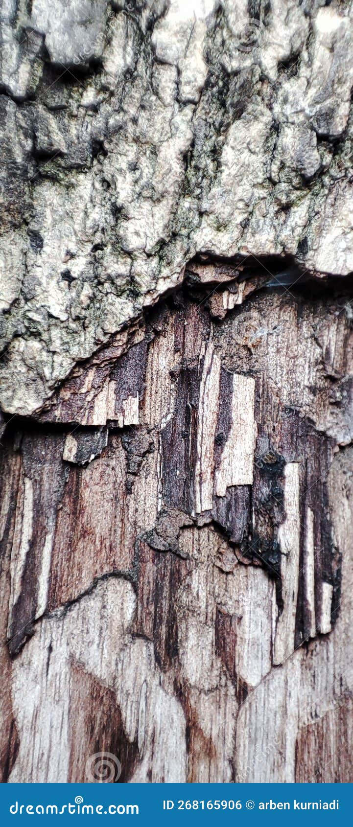 Tree Bark Peels Off Due To Age Stock Photo - Image of nature, garden ...