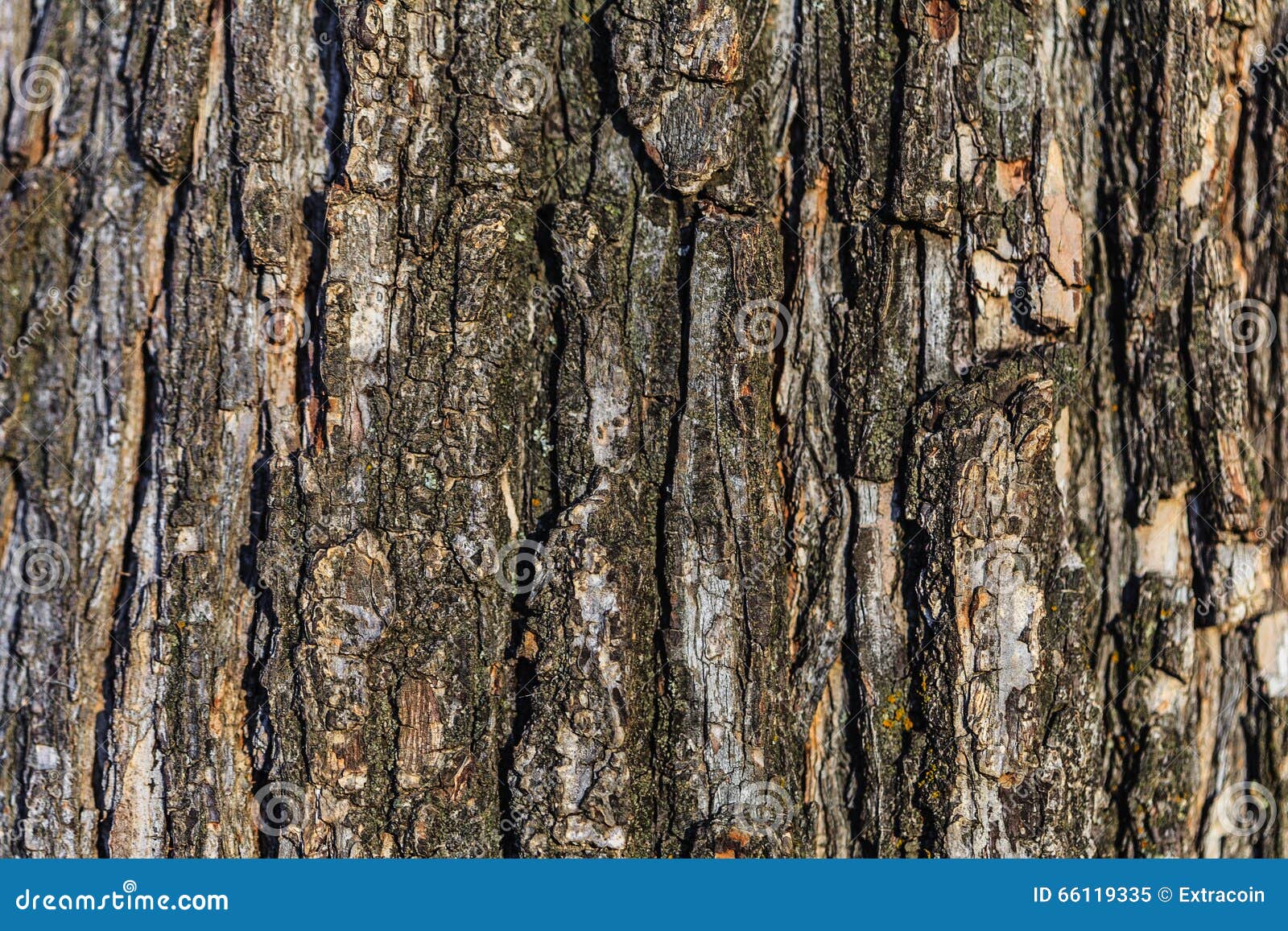Tree bark photo stock image. Image of textured, striped - 66119335