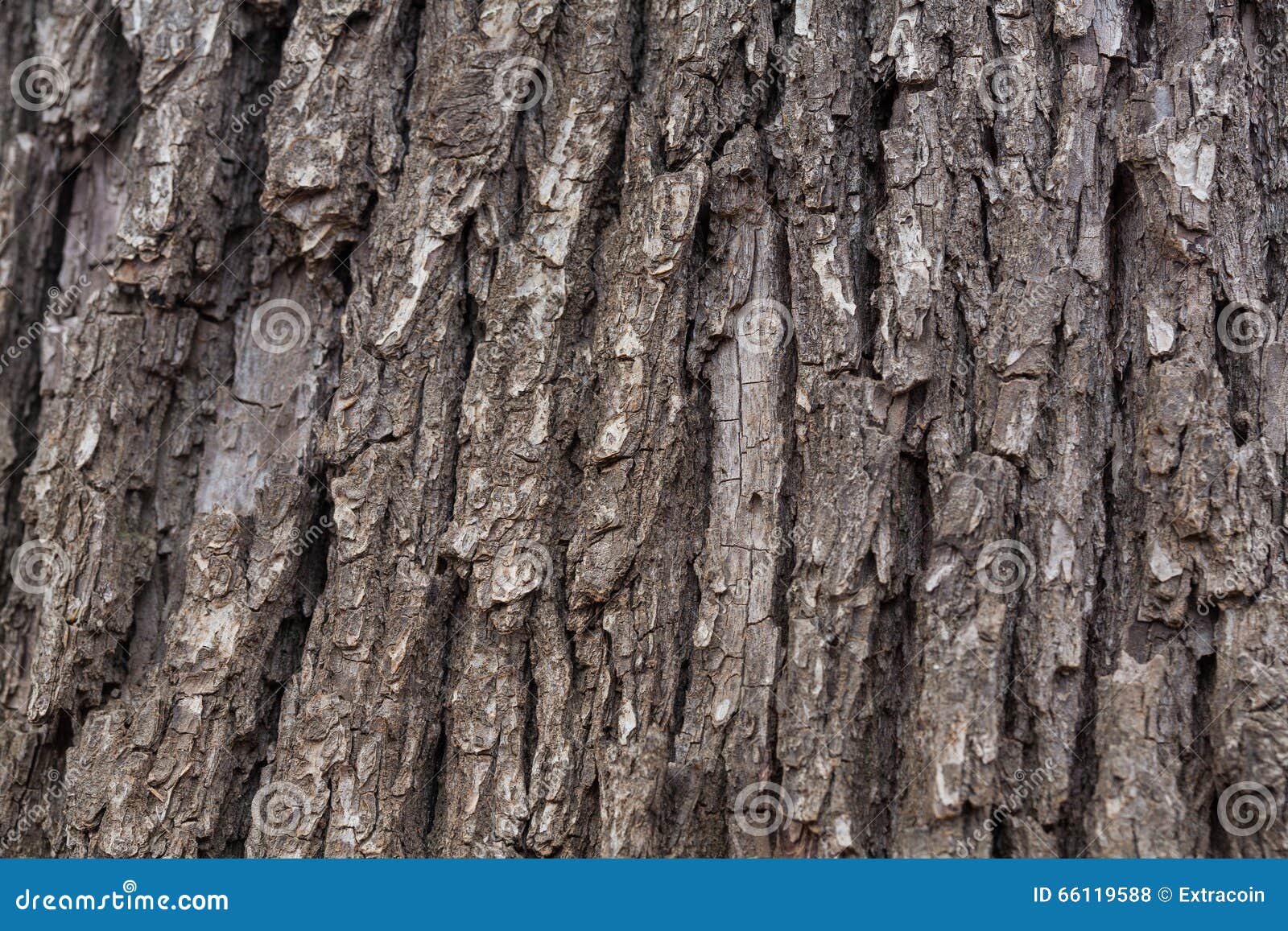 Tree bark photo stock photo. Image of abstract, striped - 66119588