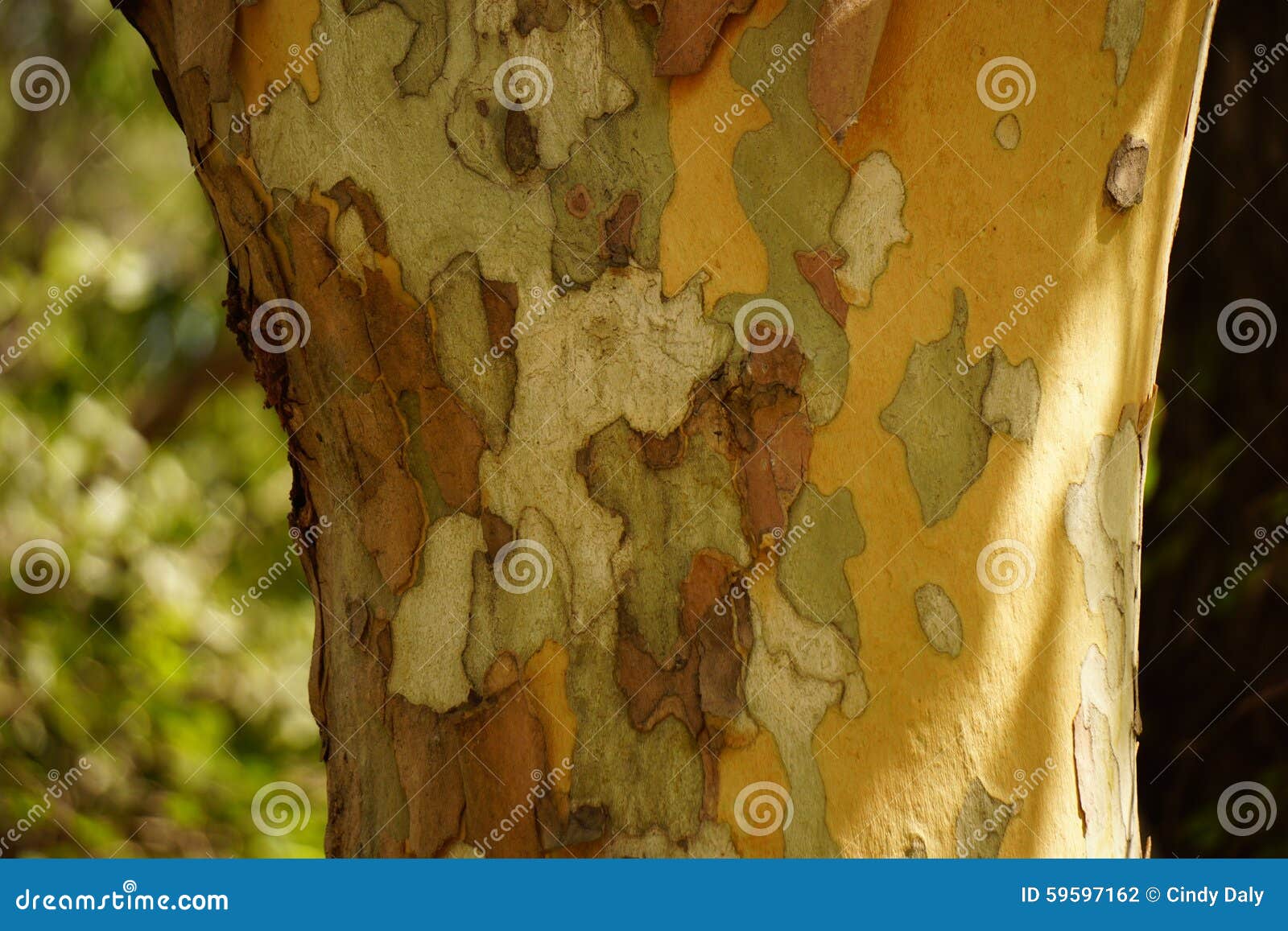 Tree bark stock photo. Image of bushes, nature, hiking - 59597162