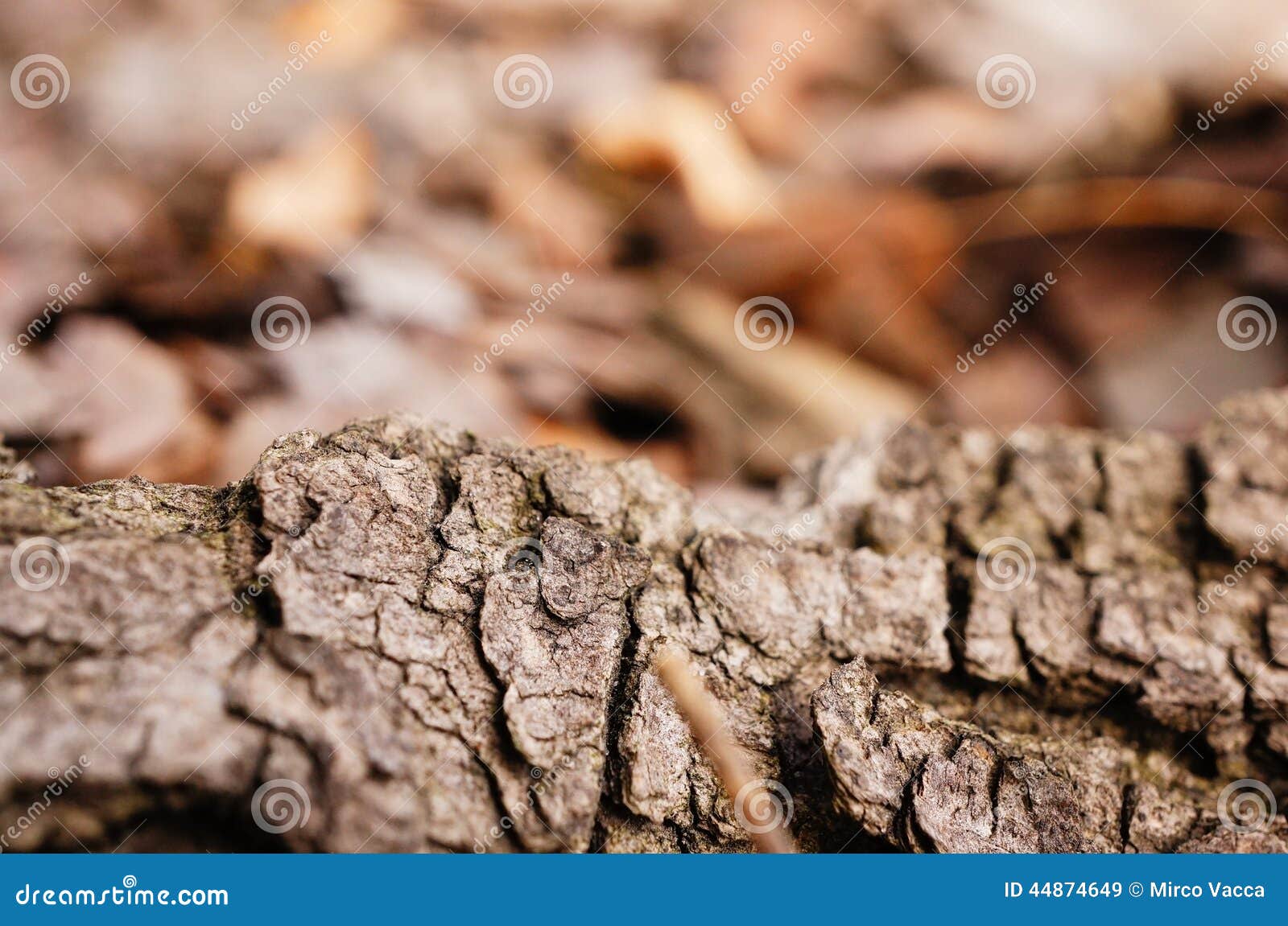 Tree bark stock image. Image of piece, wood, trunk, soil - 44874649