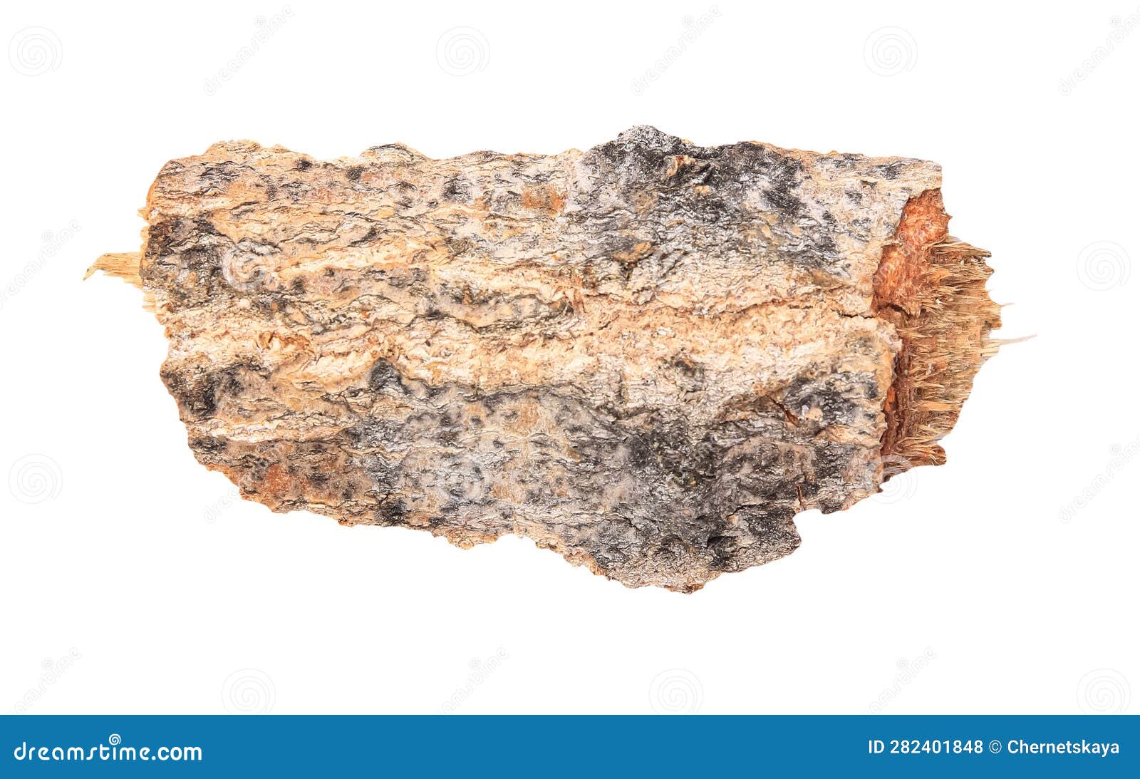 Tree Bark Piece Isolated on White, Top View Stock Photo - Image of ...