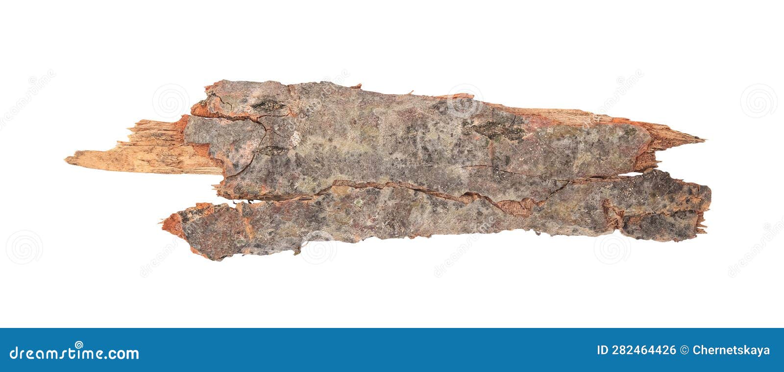 Tree Bark Piece Isolated on White, Top View Stock Photo - Image of ...