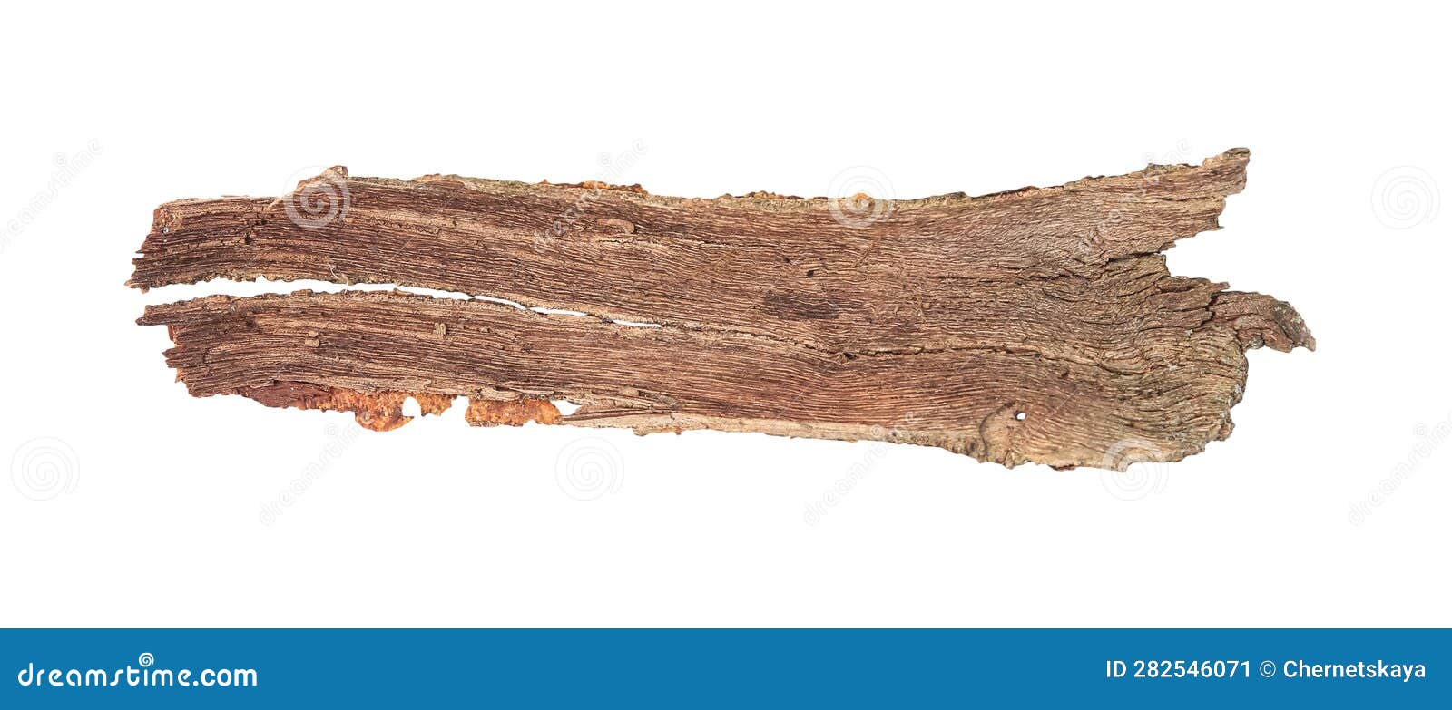 Tree Bark Piece Isolated on White, Top View Stock Image - Image of ...