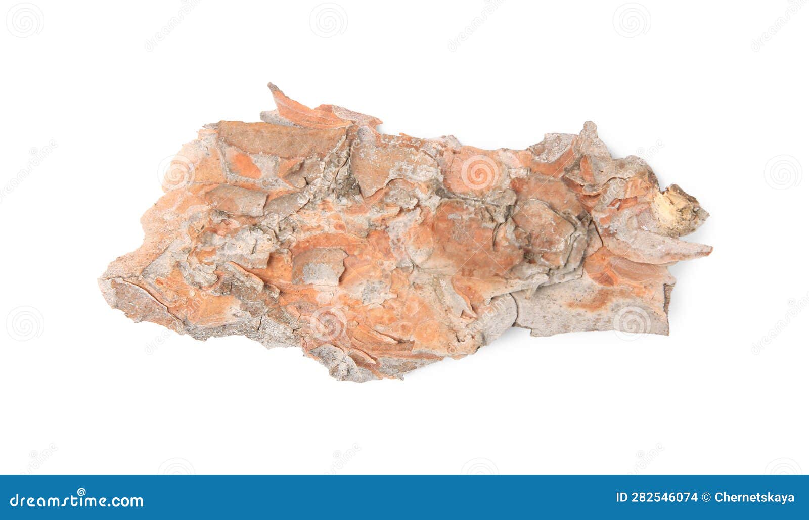 Tree Bark Piece Isolated on White, Top View Stock Photo - Image of ...