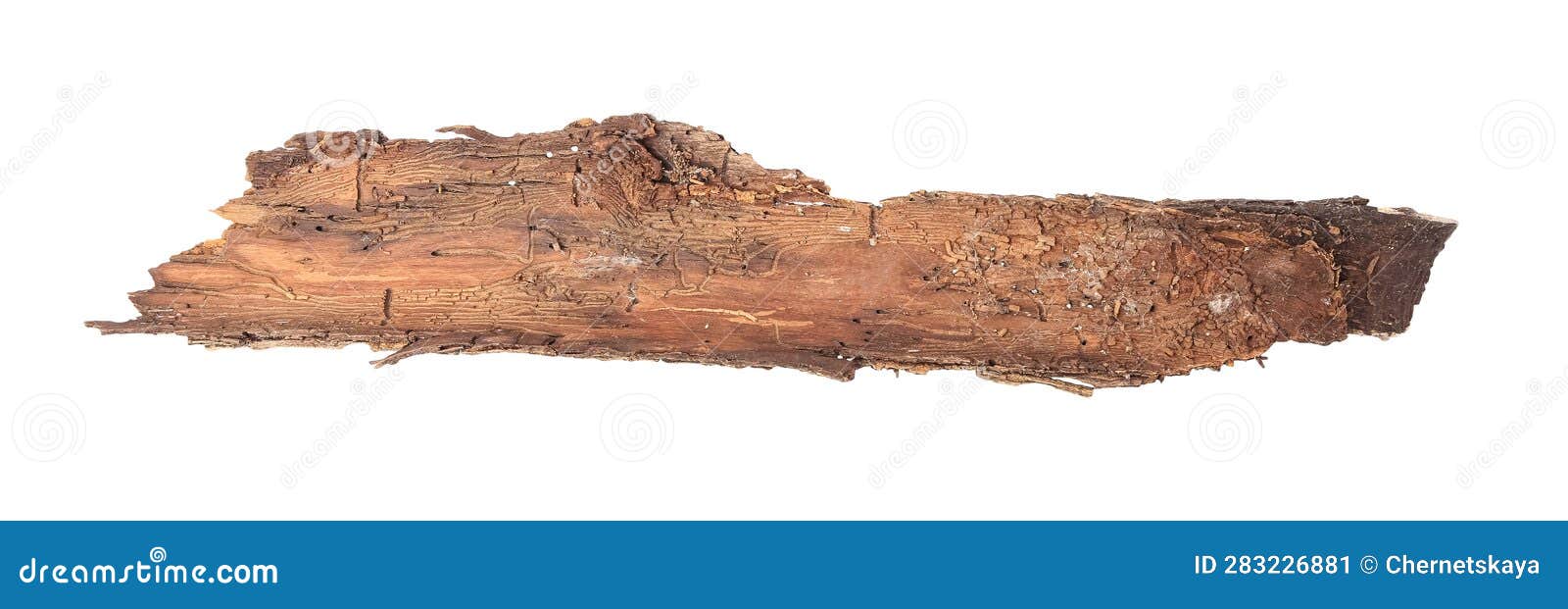 Tree Bark Piece Isolated on White, Top View Stock Image - Image of ...