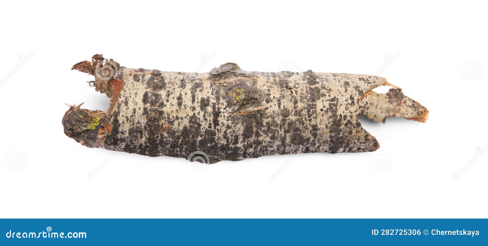 Tree Bark Piece Isolated on White, Top View Stock Photo - Image of ...