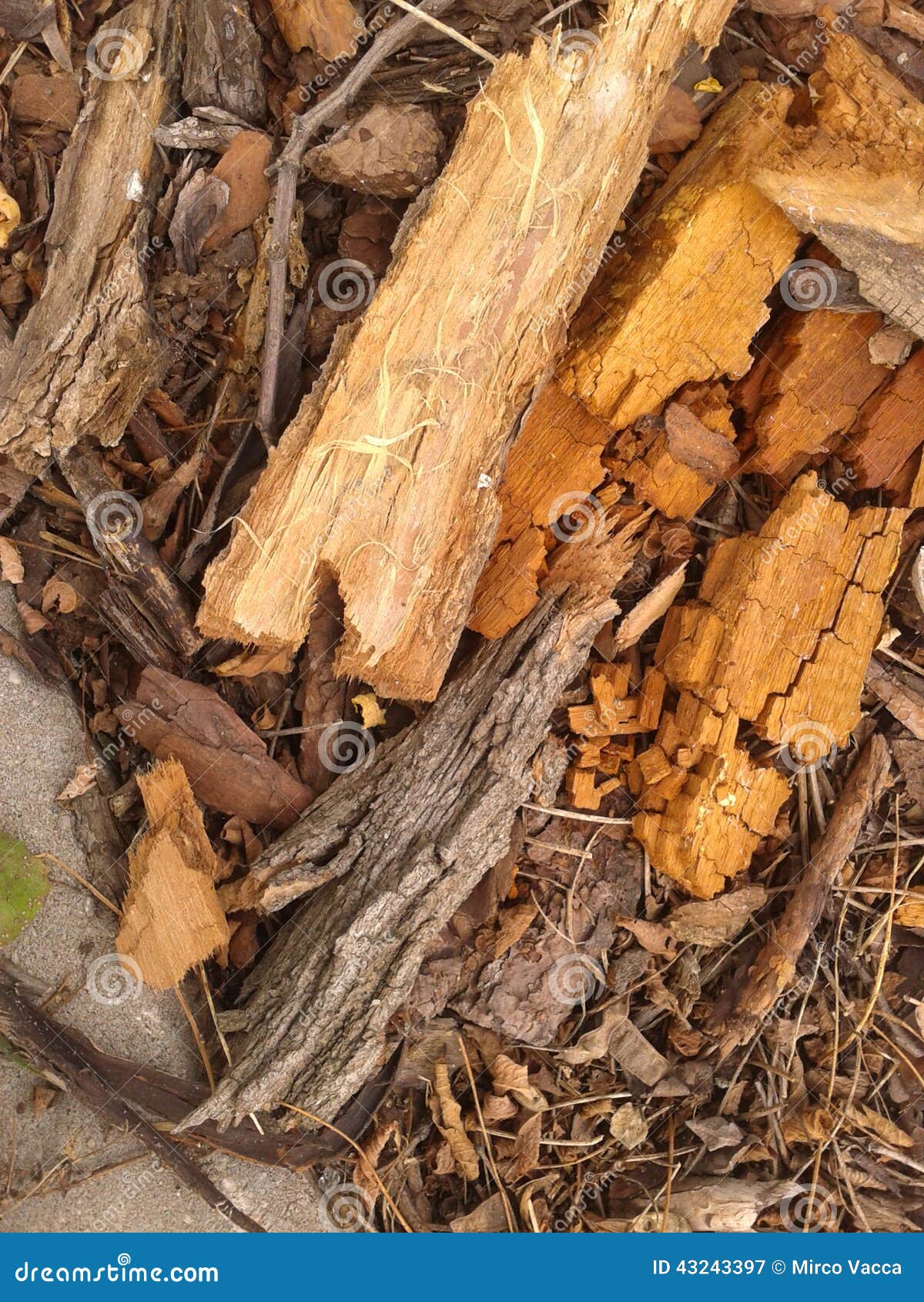 Tree bark pieces stock image. Image of natural, wooden - 43243397