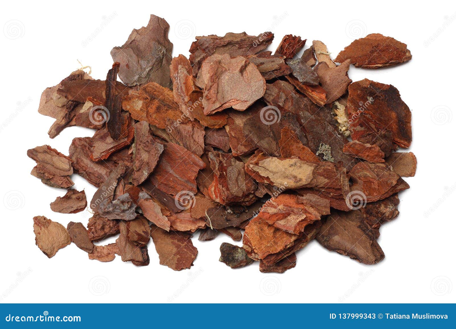 Tree Bark Pieces Isolated on White Background. Top View Stock Image ...