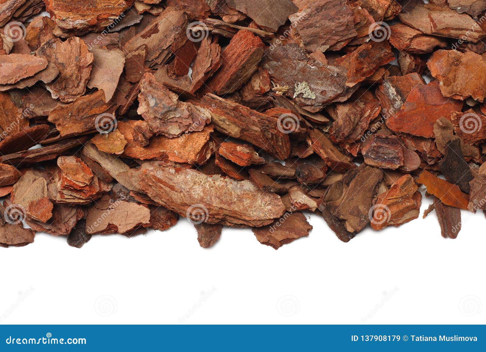 Tree Bark Pieces Isolated on White Background. Top View Stock Image ...
