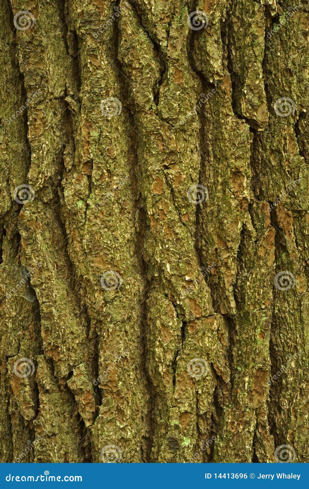 Tree Bark, Pink Beds Area, Pisgah NF Stock Photo - Image of trees ...
