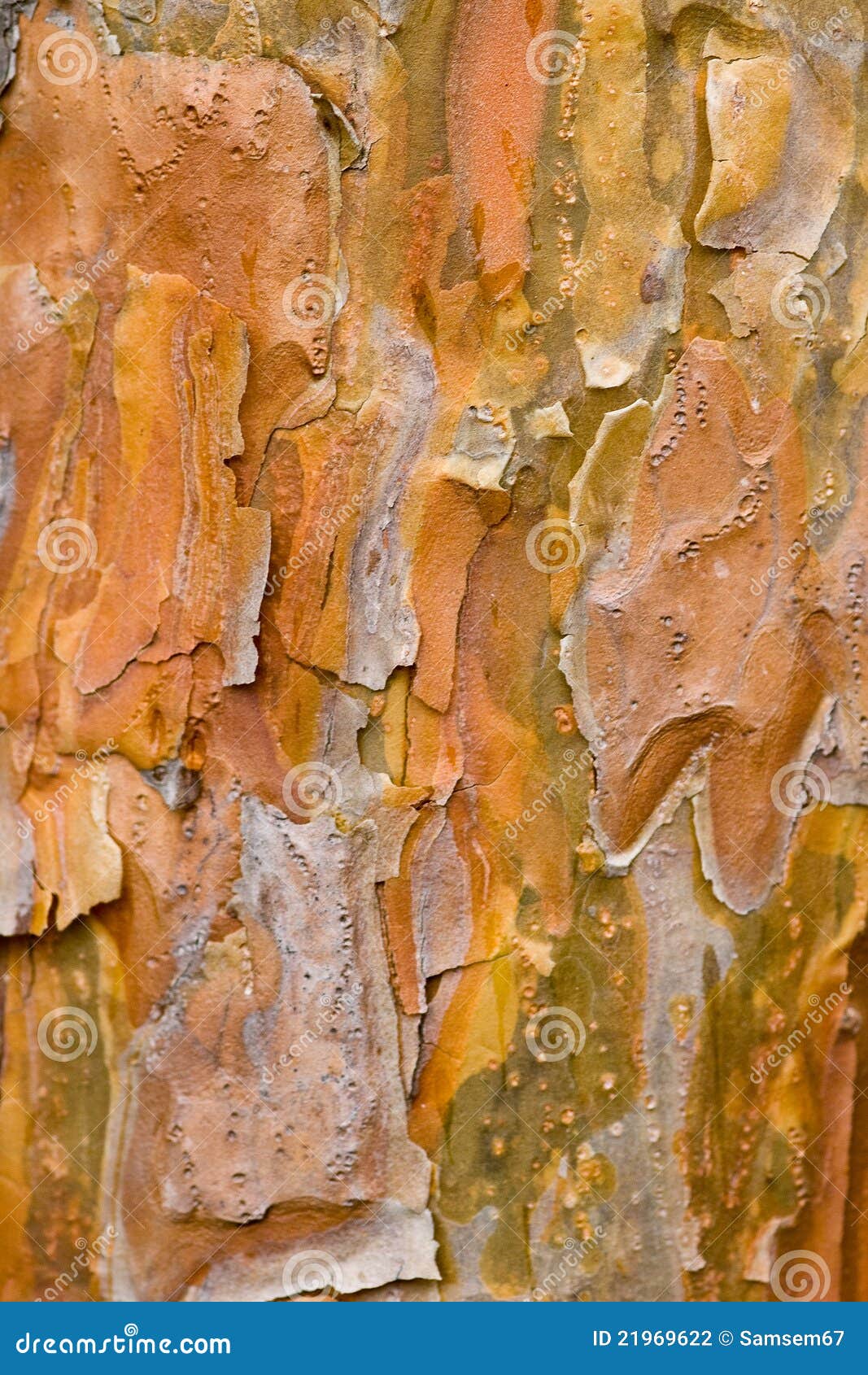 Tree Bark - Platanus Acerifolia Stock Photo - Image of environment ...
