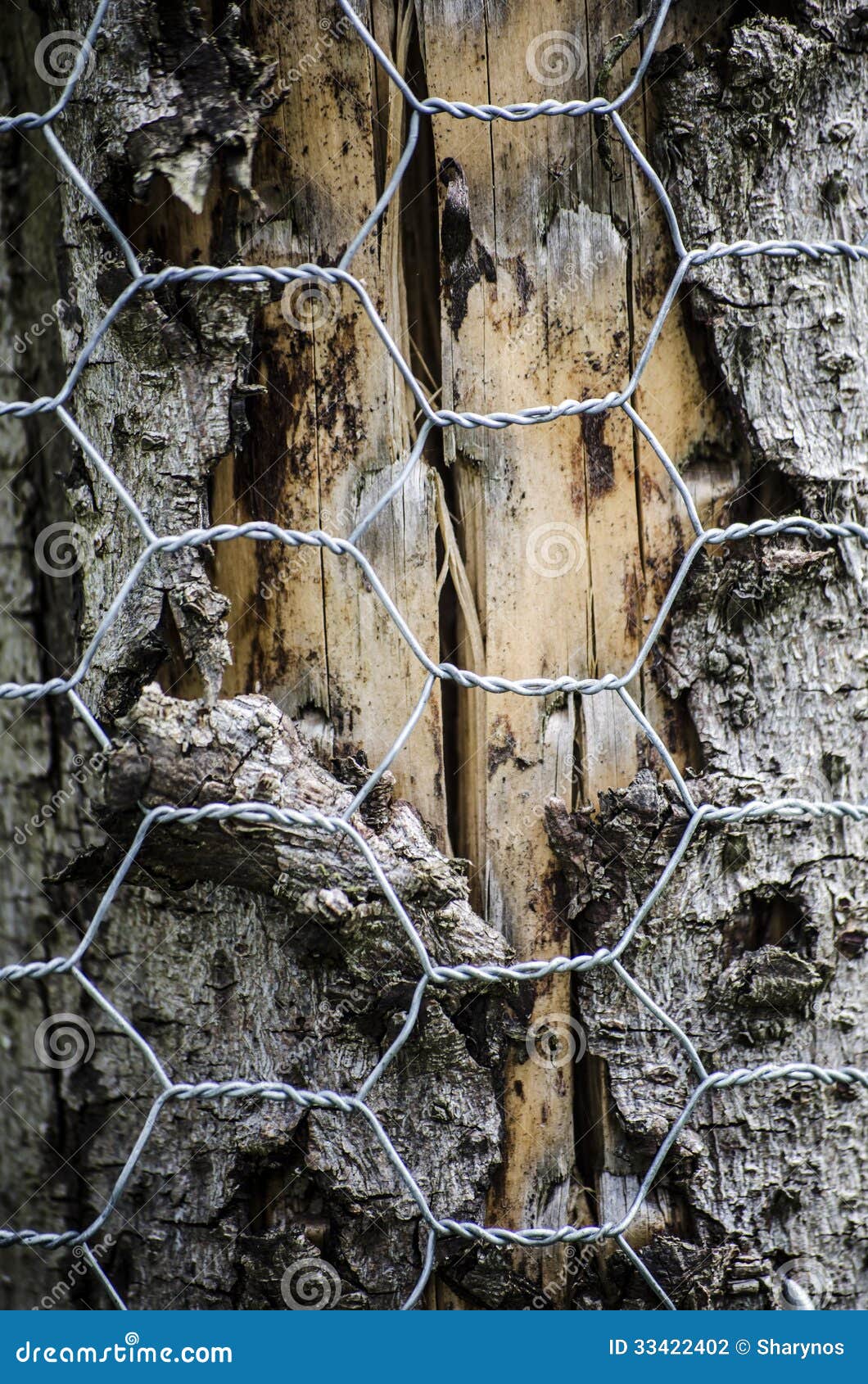 Tree Bark Protected with Chicken Wire Stock Photo - Image of rough ...