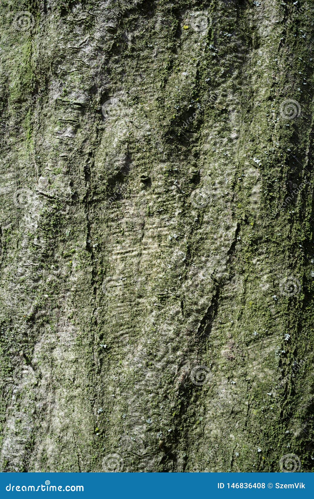 Tree Bark or Rhytidome Texture Detail Stock Photo - Image of bark ...