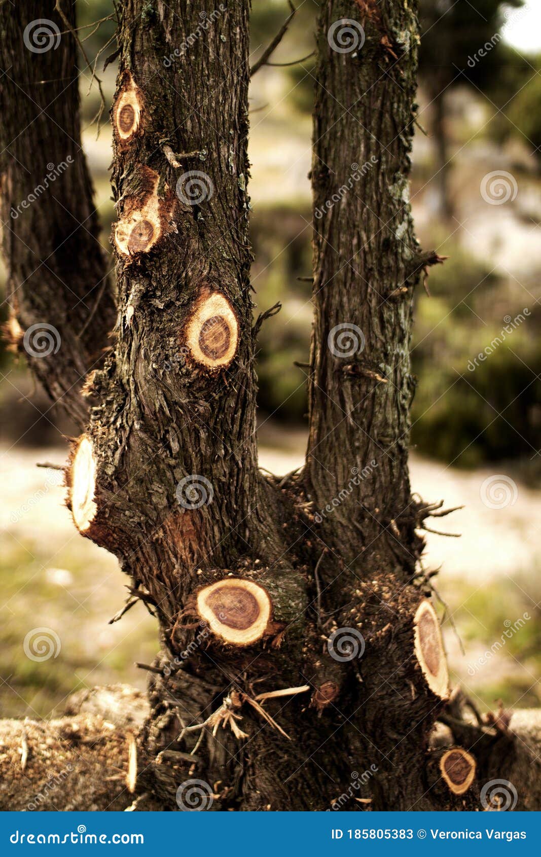 Tree Bark with Rings in the Middle of the Forest Stock Image - Image of ...