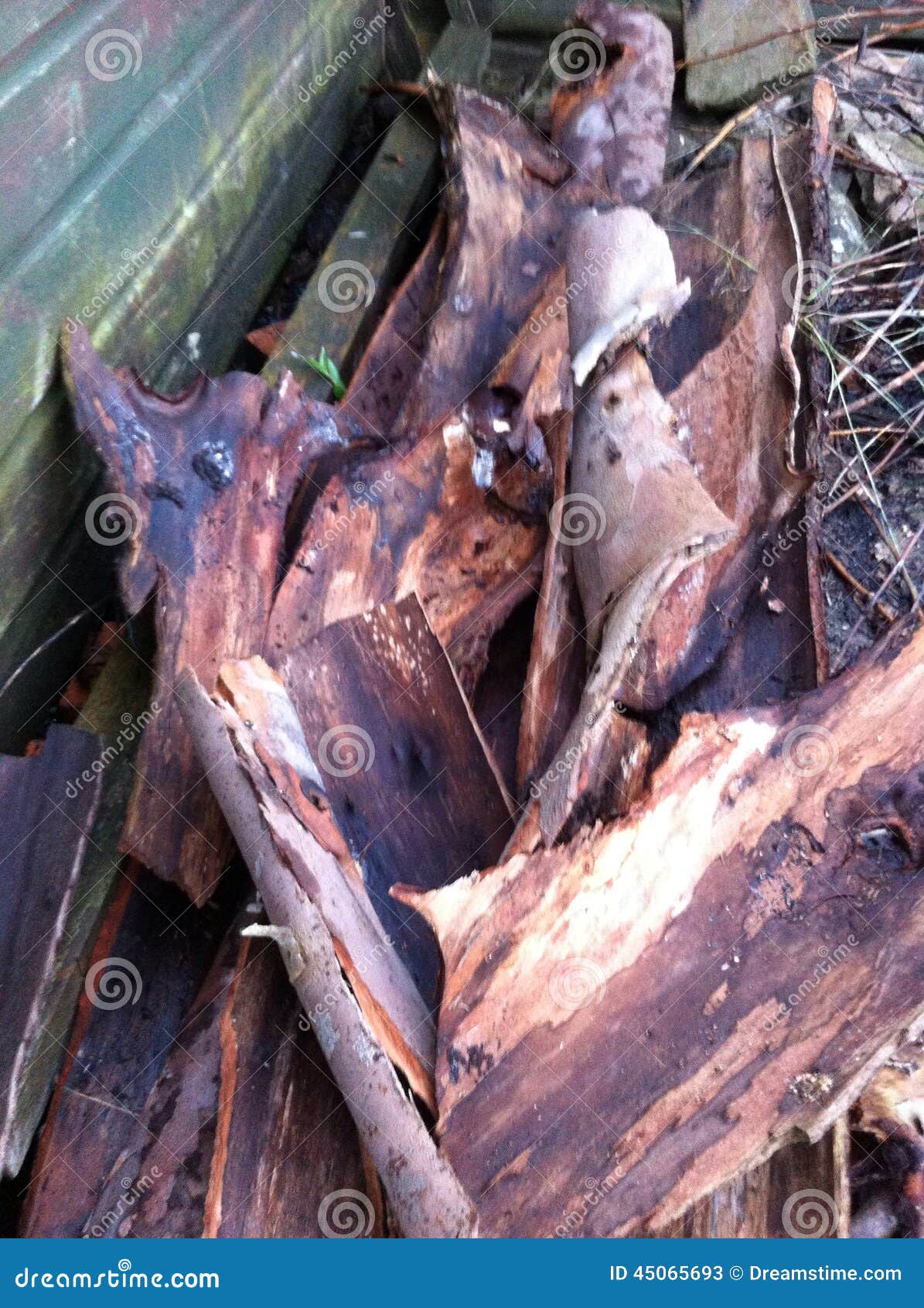 Tree bark stock image. Image of curved, bark, shape, tree - 45065693