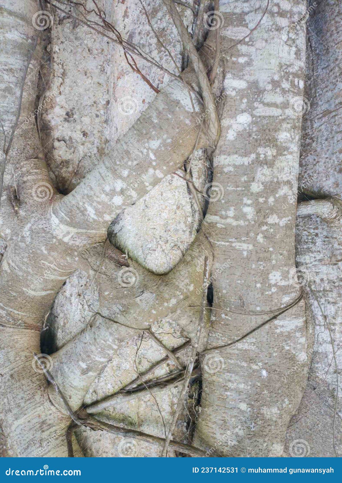 Tree Bark and Root Background Texture Stock Image - Image of pine ...