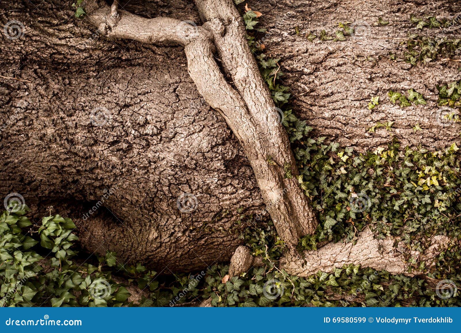 Tree Bark in Roots and Vine Stock Image - Image of texture, environment ...