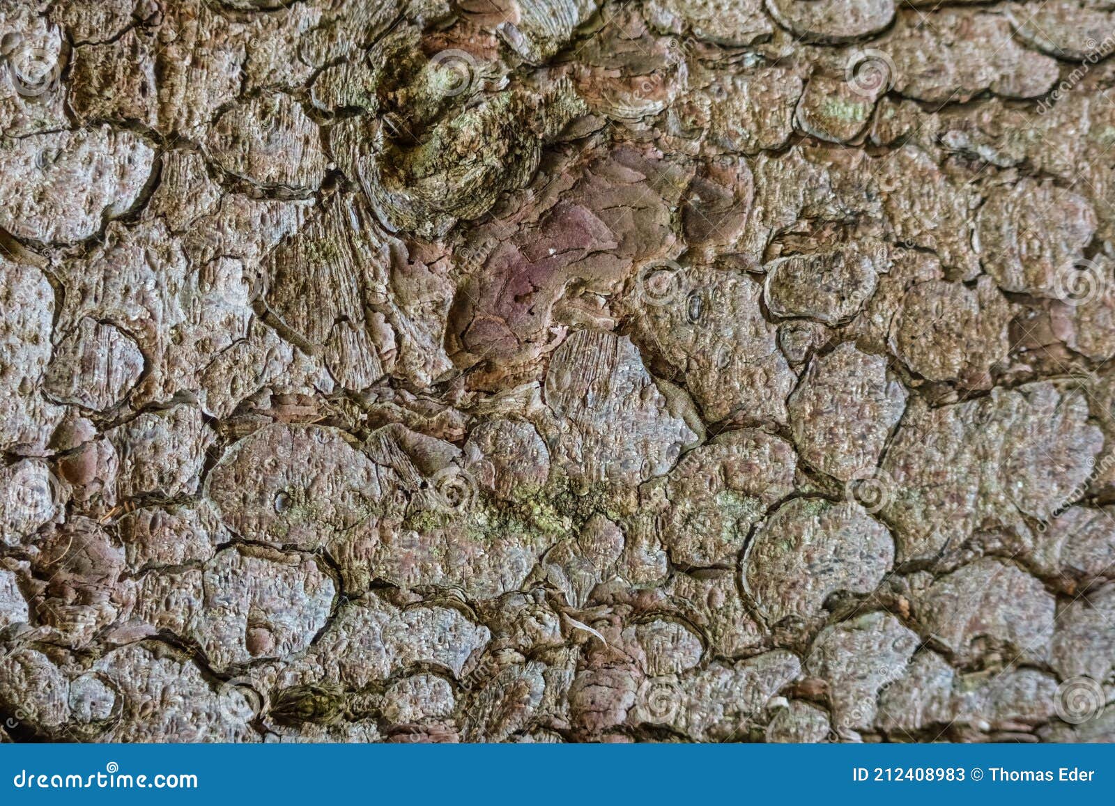 Tree Bark with Round Pieces Detail Stock Image - Image of life, oxygen ...