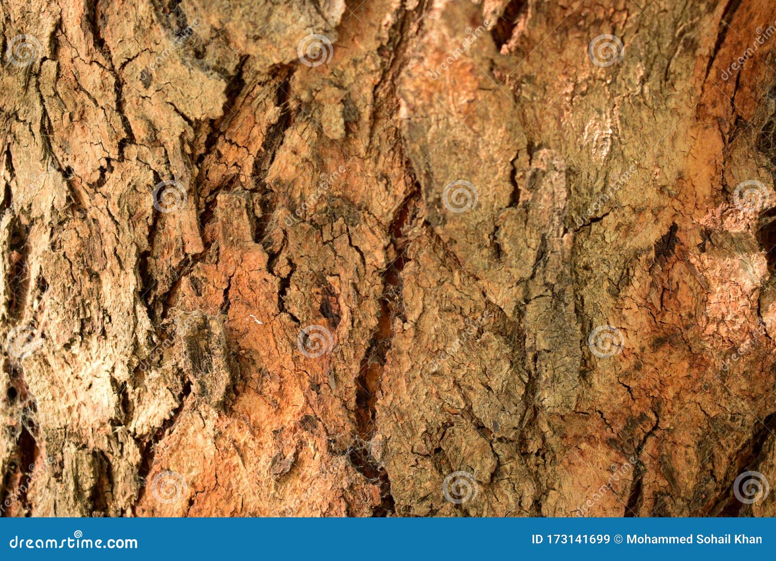 Tree Bark Rugged Texture Background Macro Stock Photography Image Stock ...