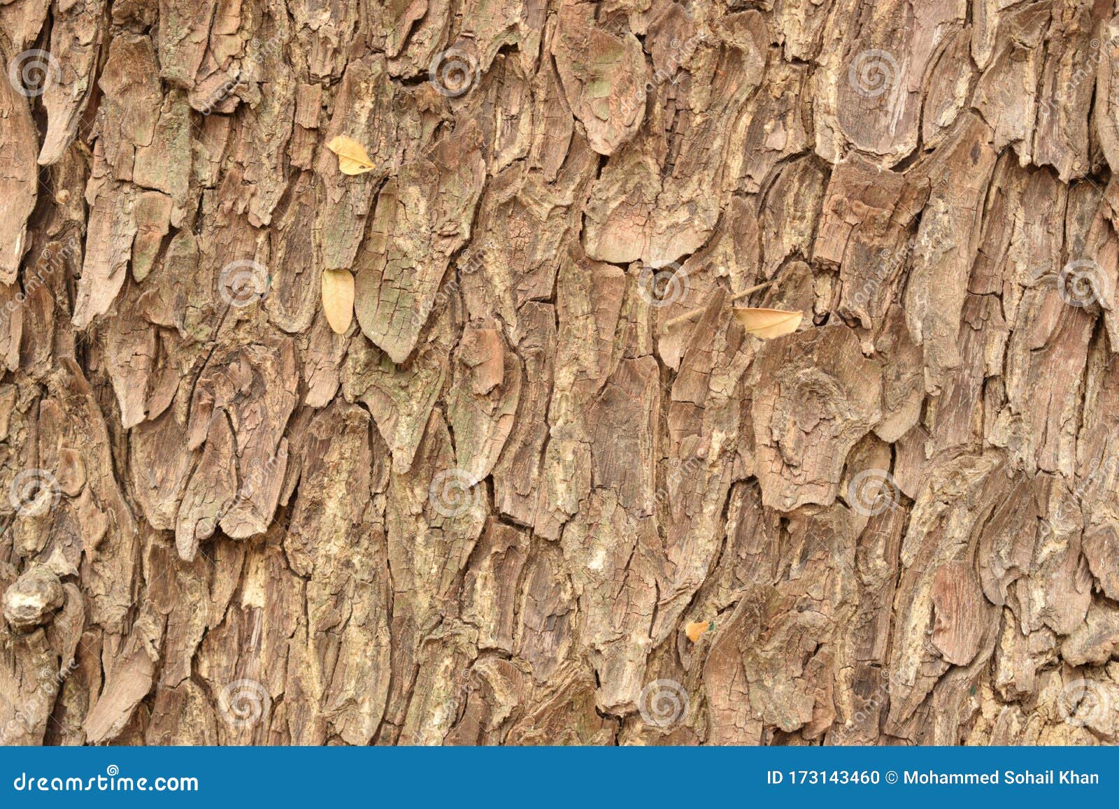 971 Bumpy Tree Texture Background Stock Photos - Free & Royalty-Free ...