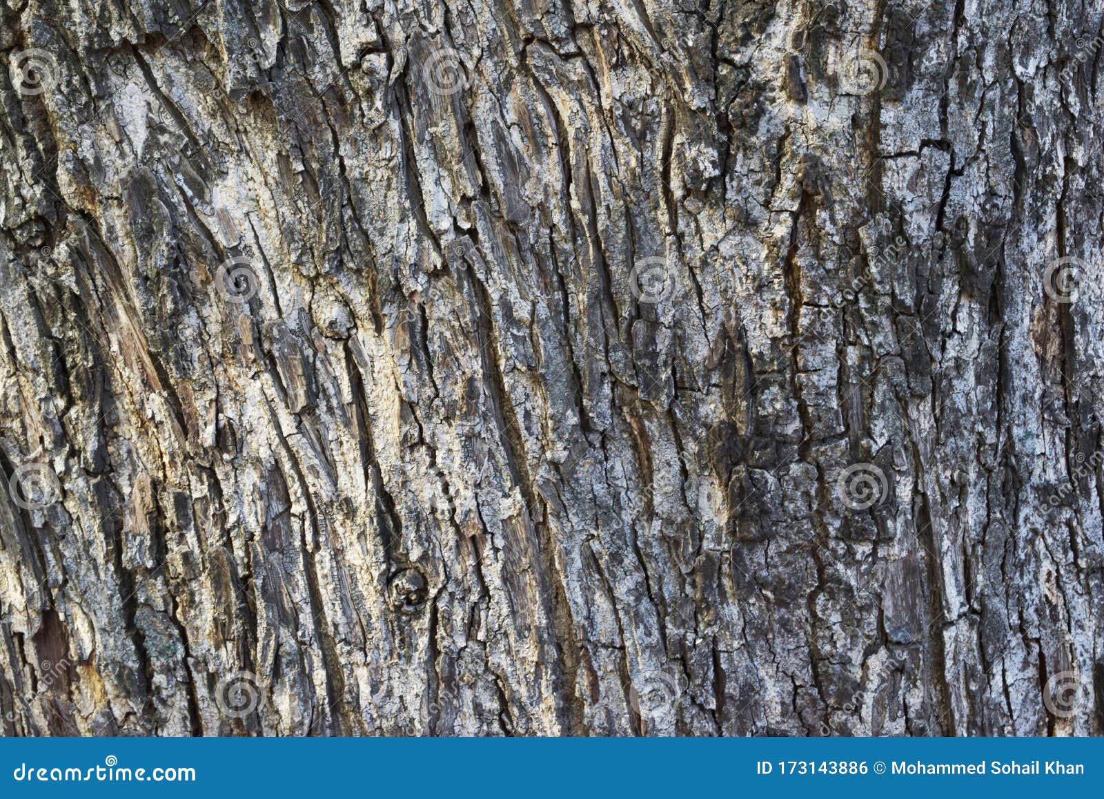 Tree Bark Rugged Texture Background Macro Stock Photography Image Stock ... Tree Bark Rugged Texture Background Macro Stock Photography Image Stock ...