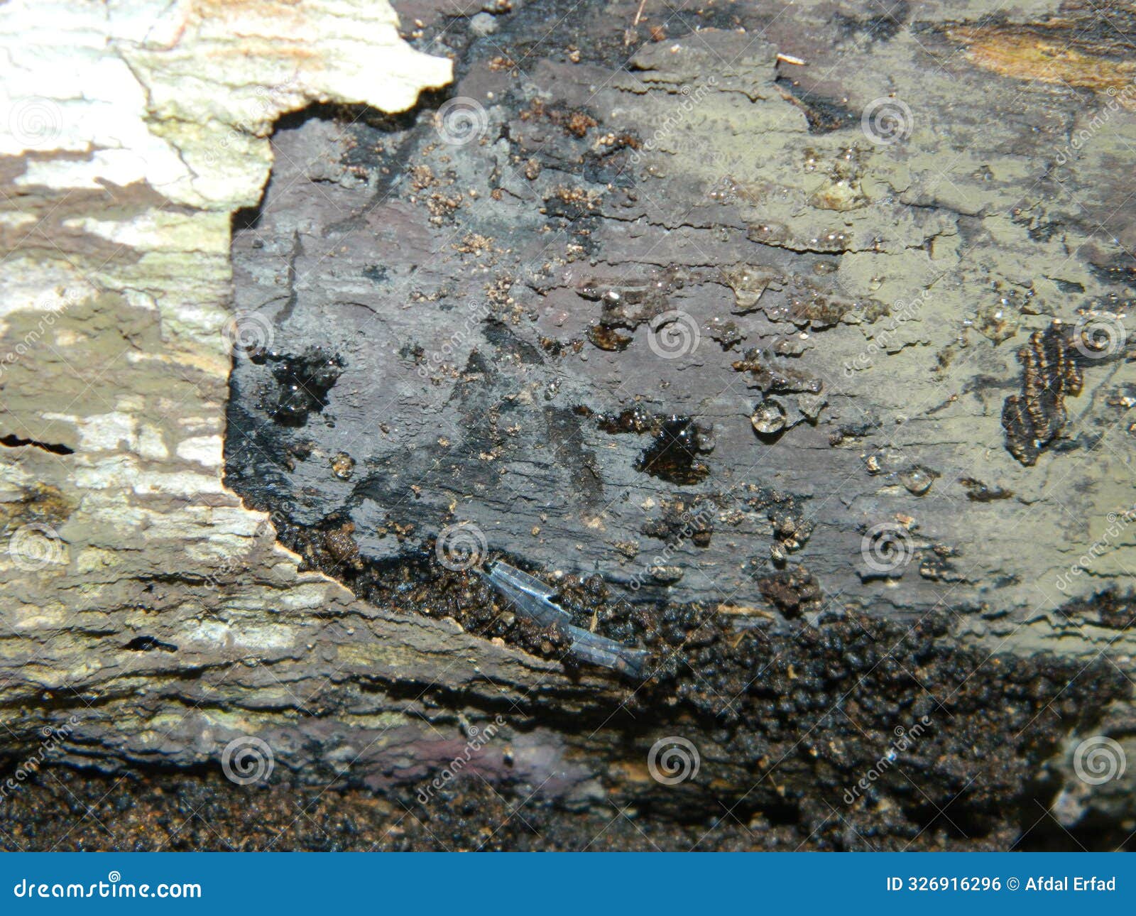 Tree Bark. Scratchy Pattern. Abstract Grainy Background Stock Photo ...