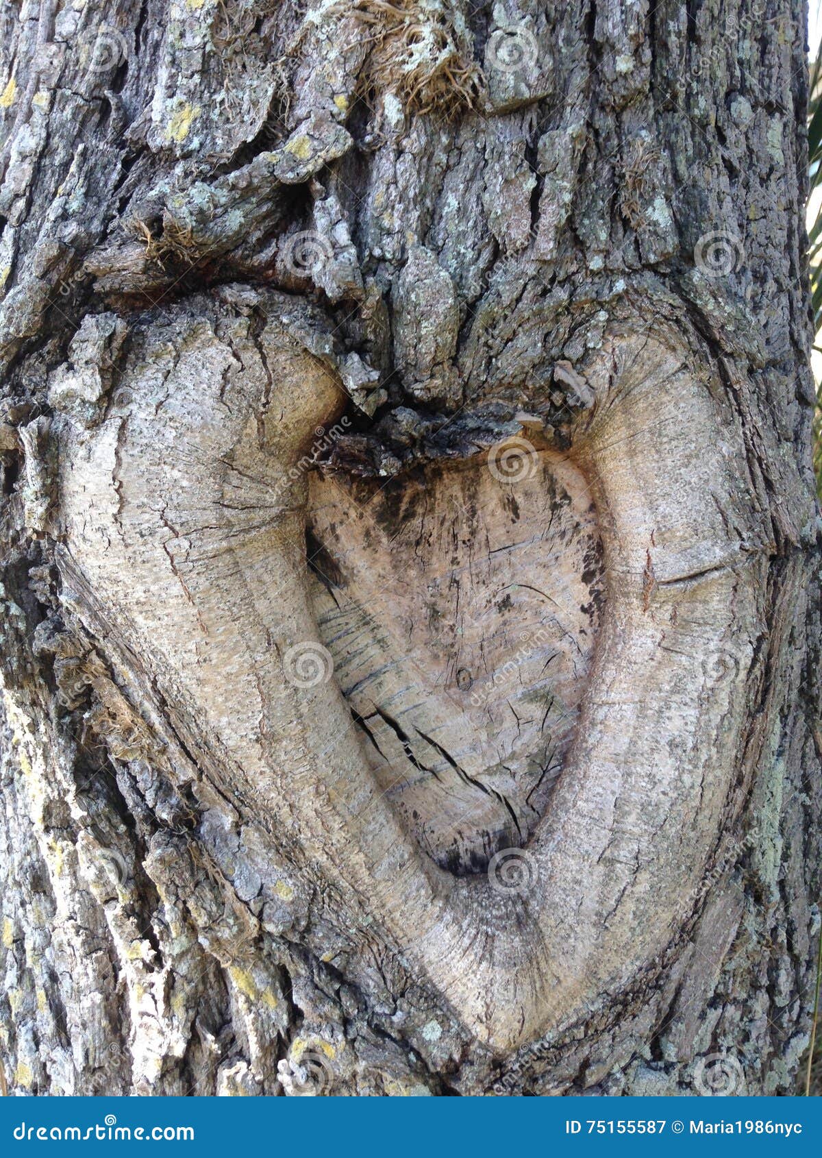 Tree Bark in Shape of Heart on Tree in Garden. Stock Image - Image of ...