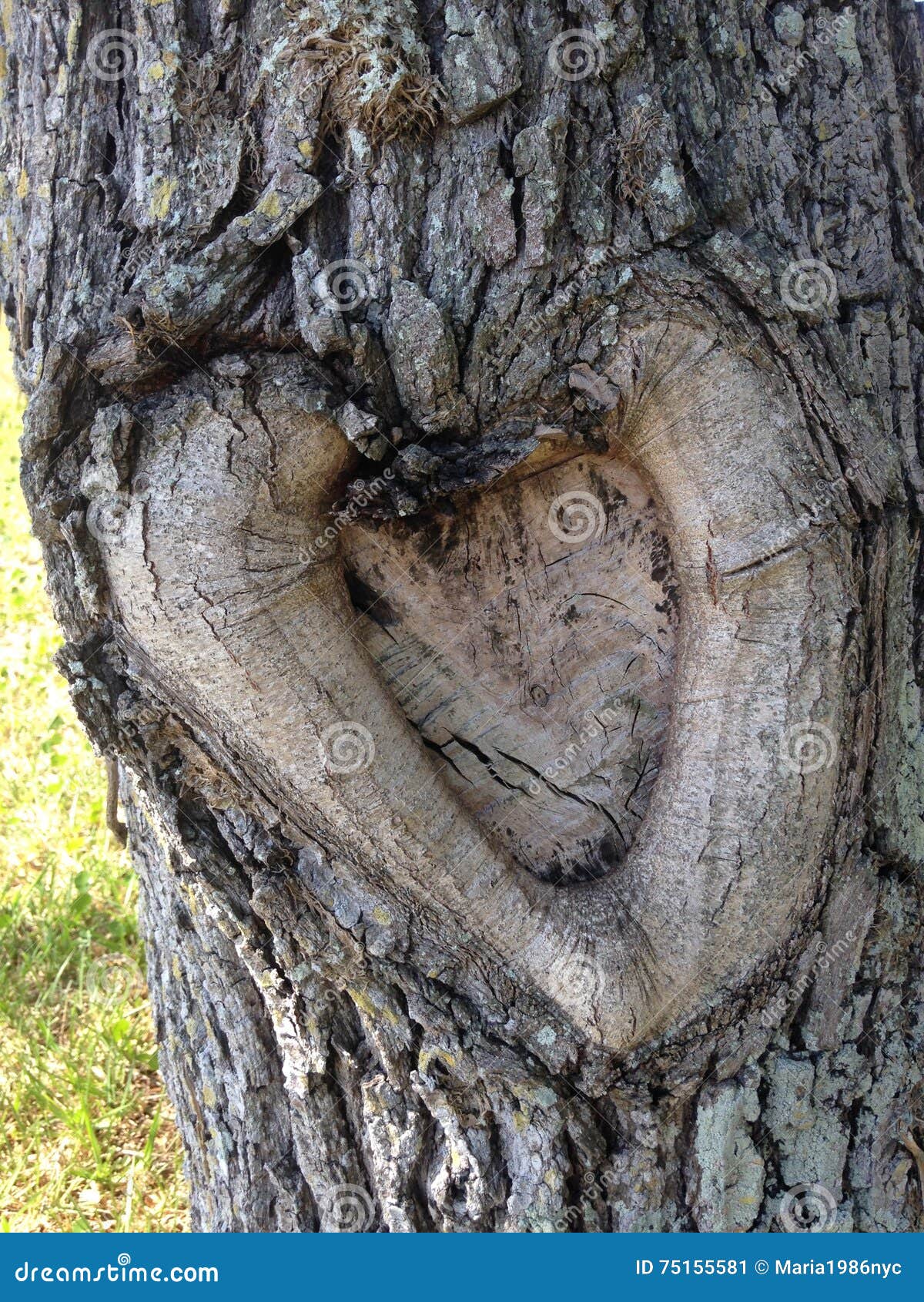 Tree Bark in Shape of Heart on Tree in Garden. Stock Image - Image of ...