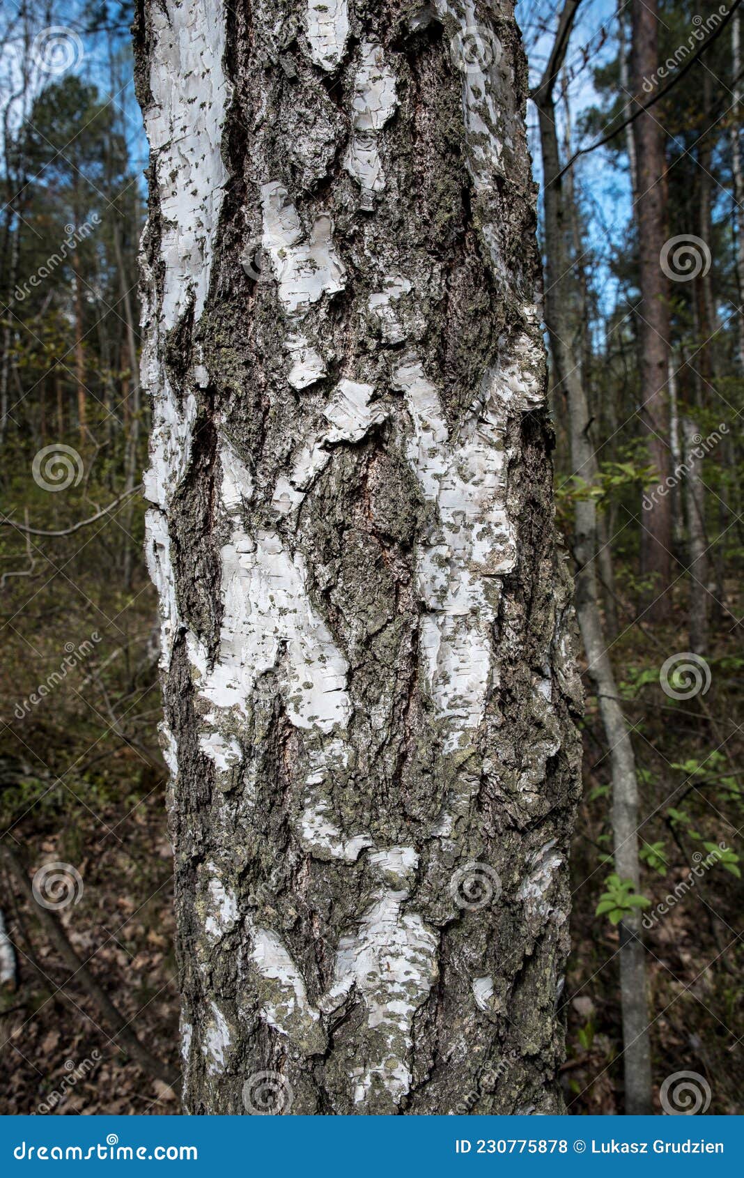 Tree bark of silver birch stock photo. Image of wooden - 230775878