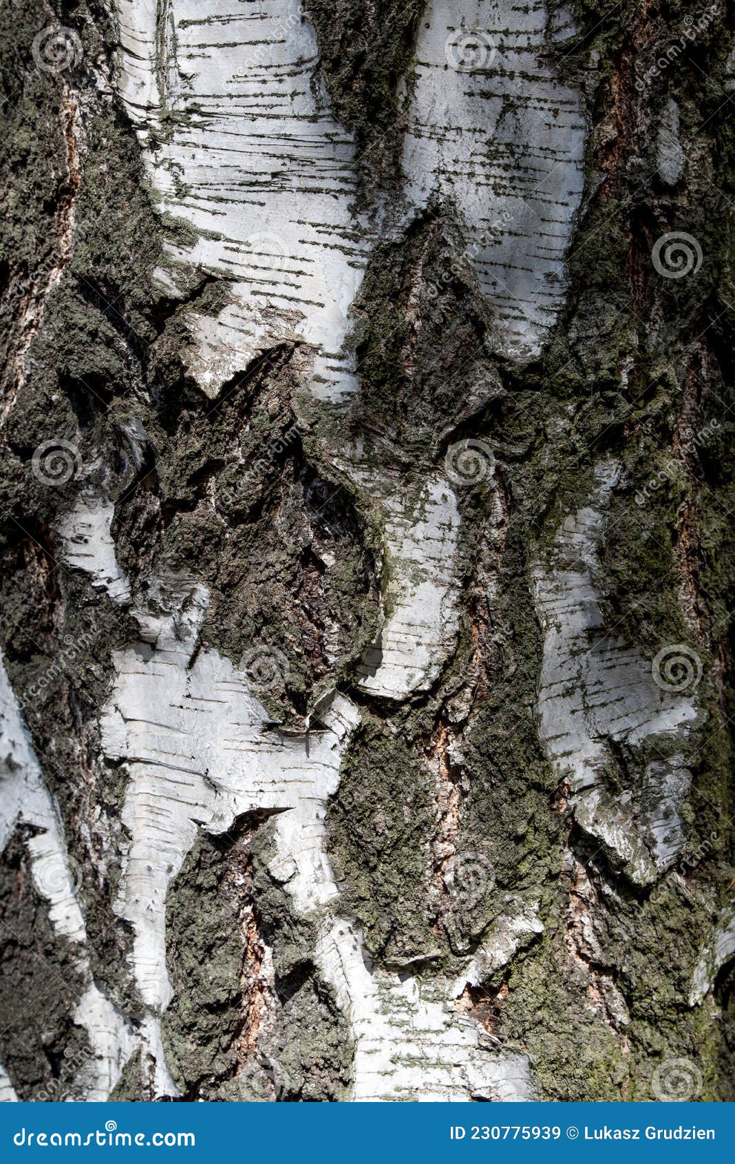 Tree bark of silver birch stock image. Image of timber - 230775939
