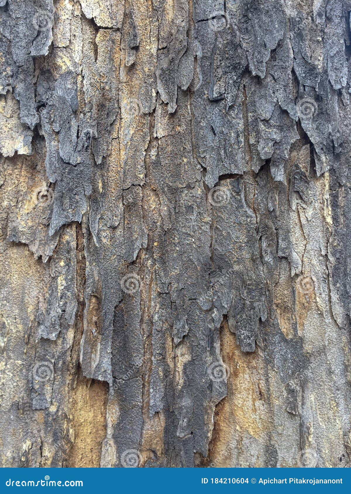 Tree bark skin stock photo. Image of material, abstract - 184210604
