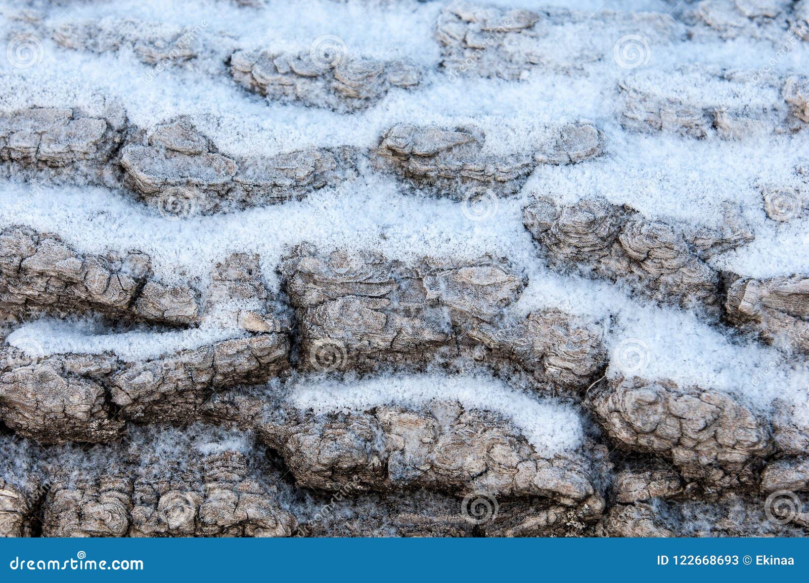 Tree bark Snow stock image. Image of outdoor, season - 122668693