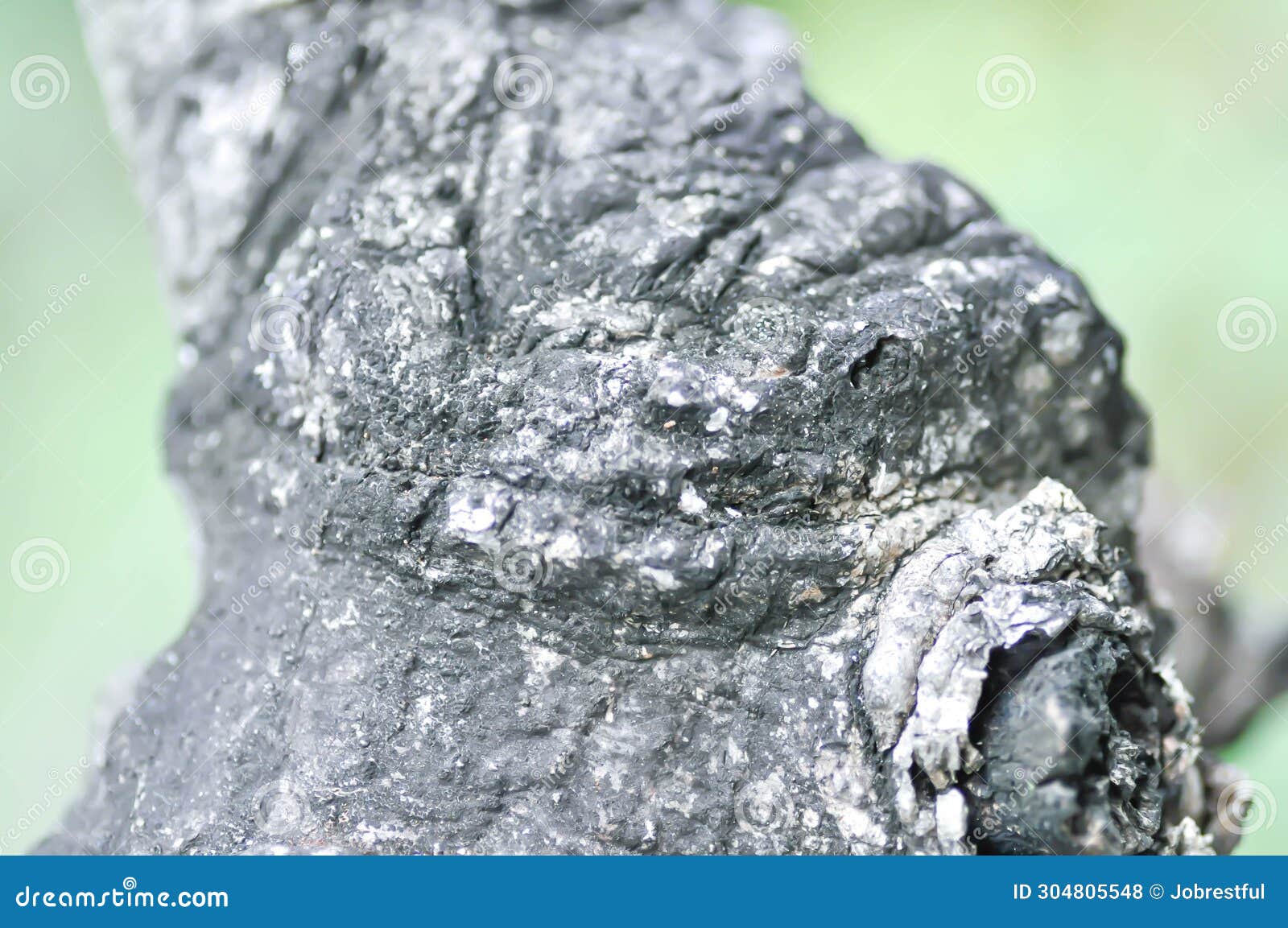 Bark Stem Tree Royalty-Free Stock Image | CartoonDealer.com #37631014