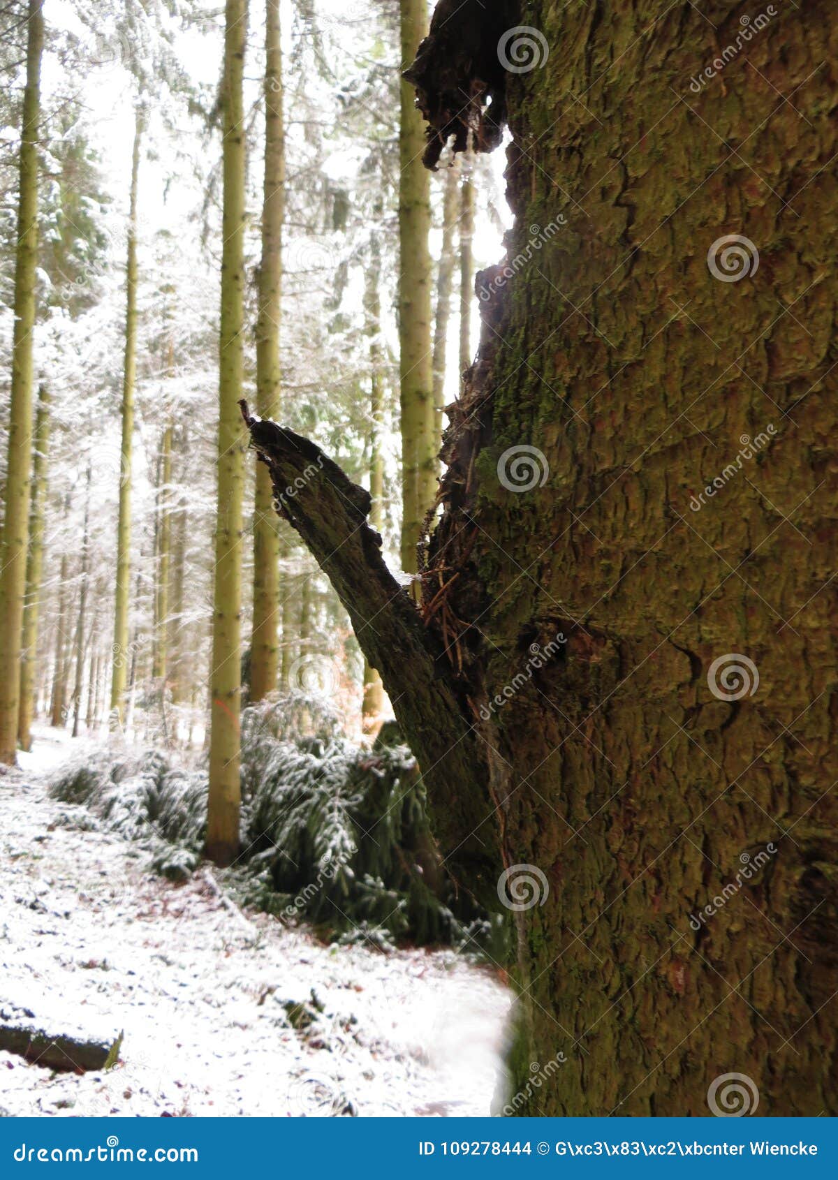 Tree Bark Sticking Out in Winter Stock Photo - Image of snow, layer ...
