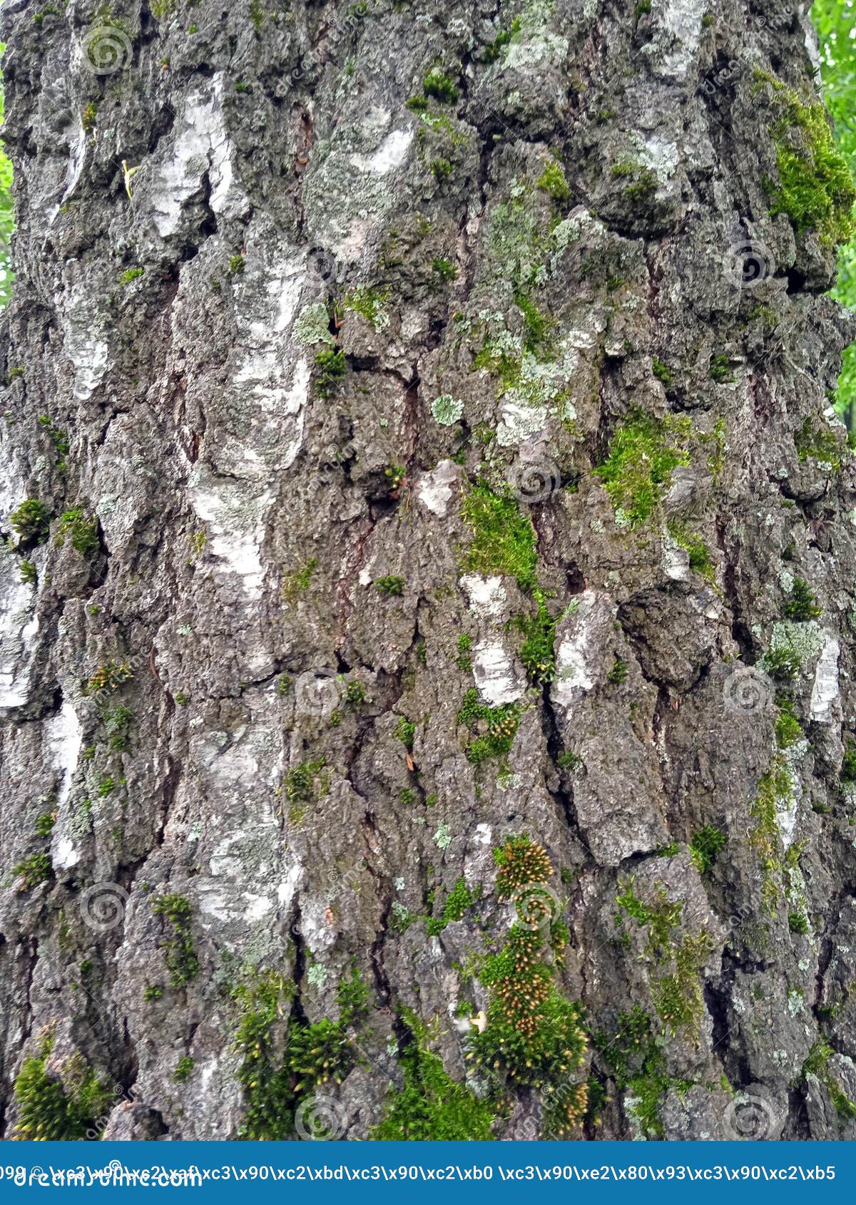 Tree bark stock image. Image of formation, branch, bedrock - 220189099