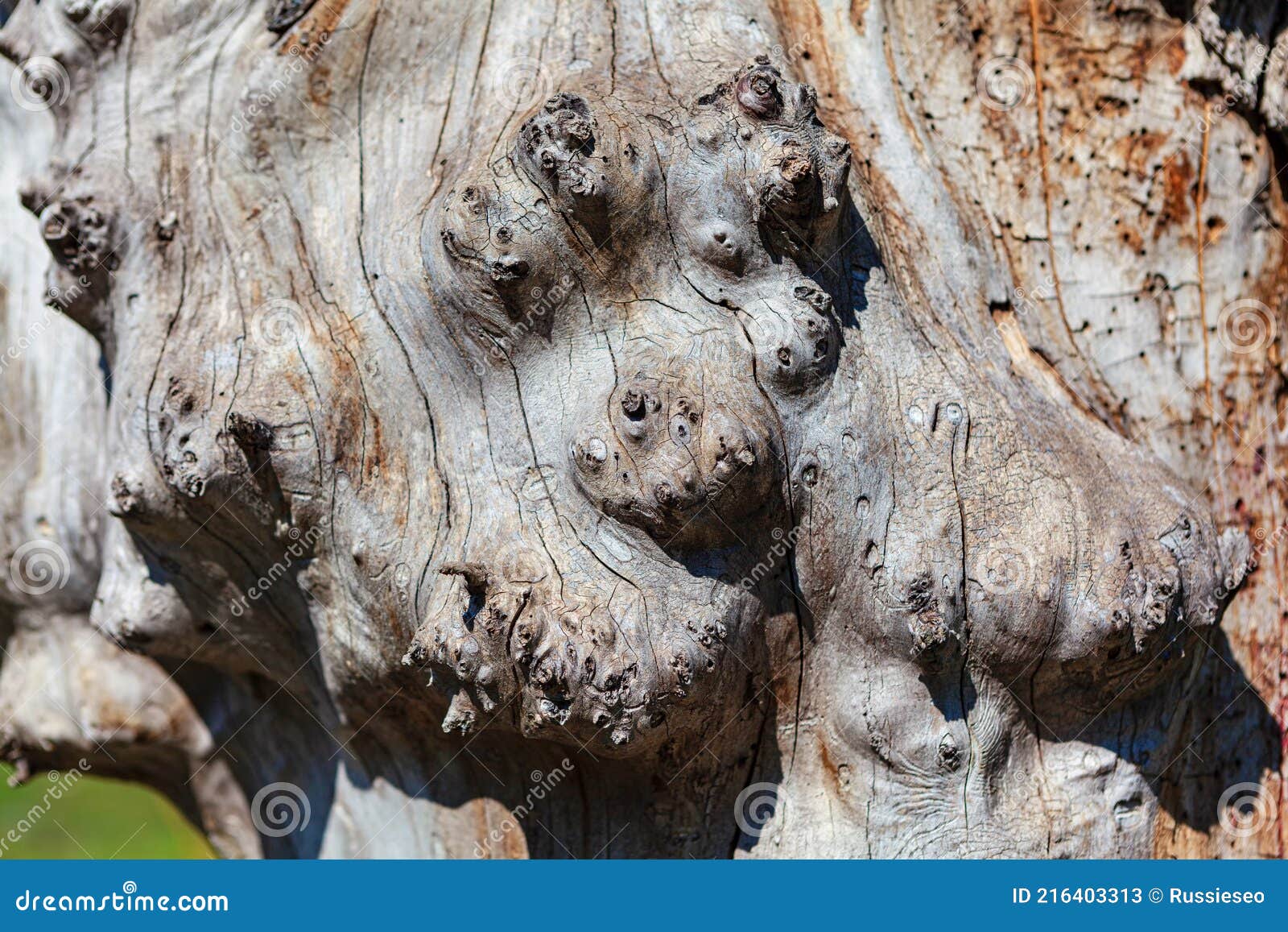 Tree bark structure stock image. Image of pattern, background - 216403313