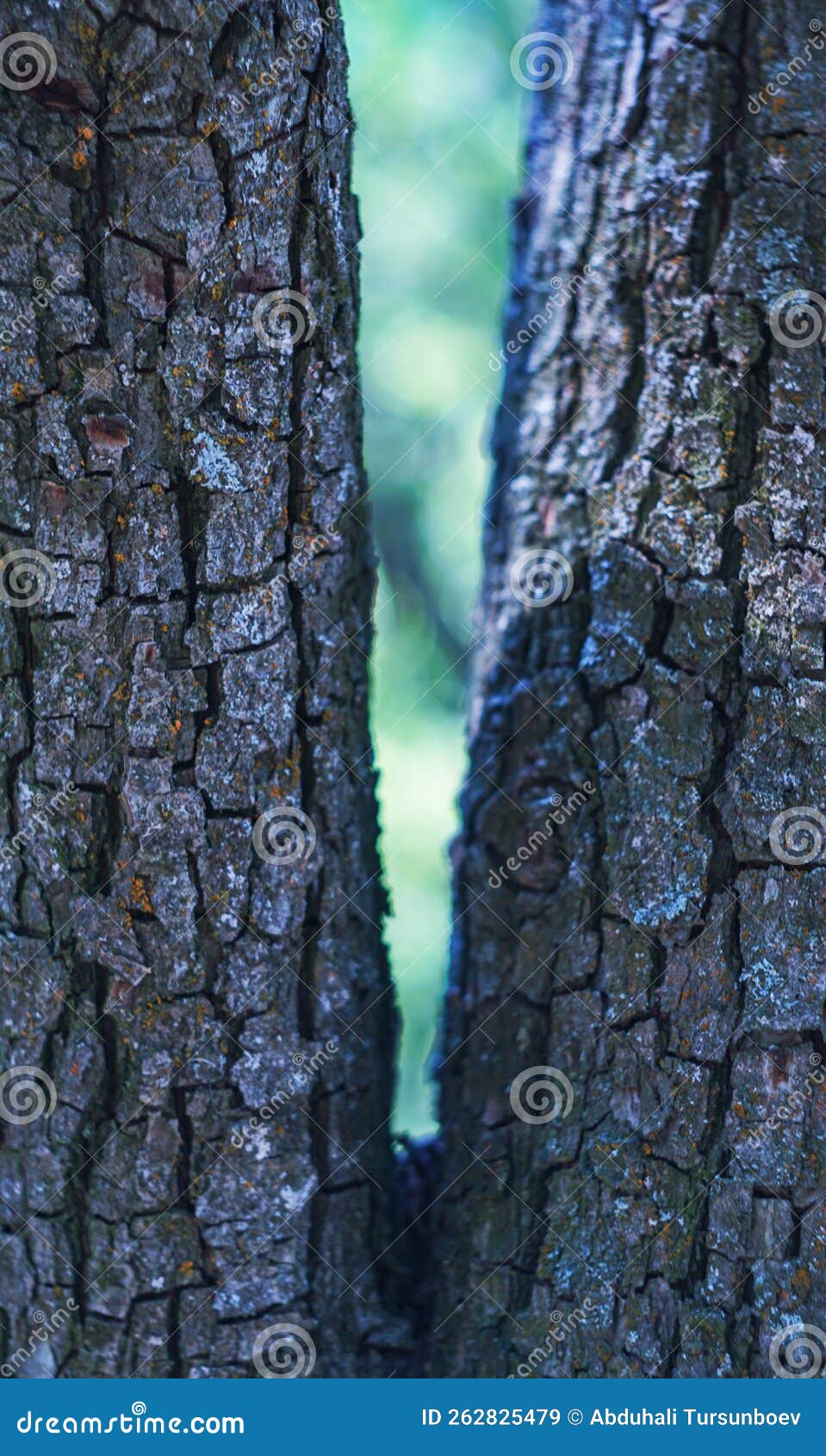 The structure of tree bark stock image. Image of grunge - 262825479