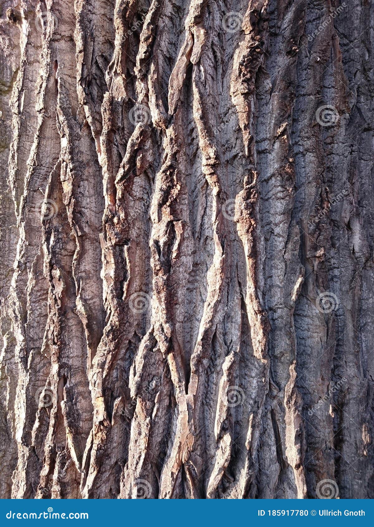 Tree Bark Structure stock photo. Image of trunk, plant - 185917780