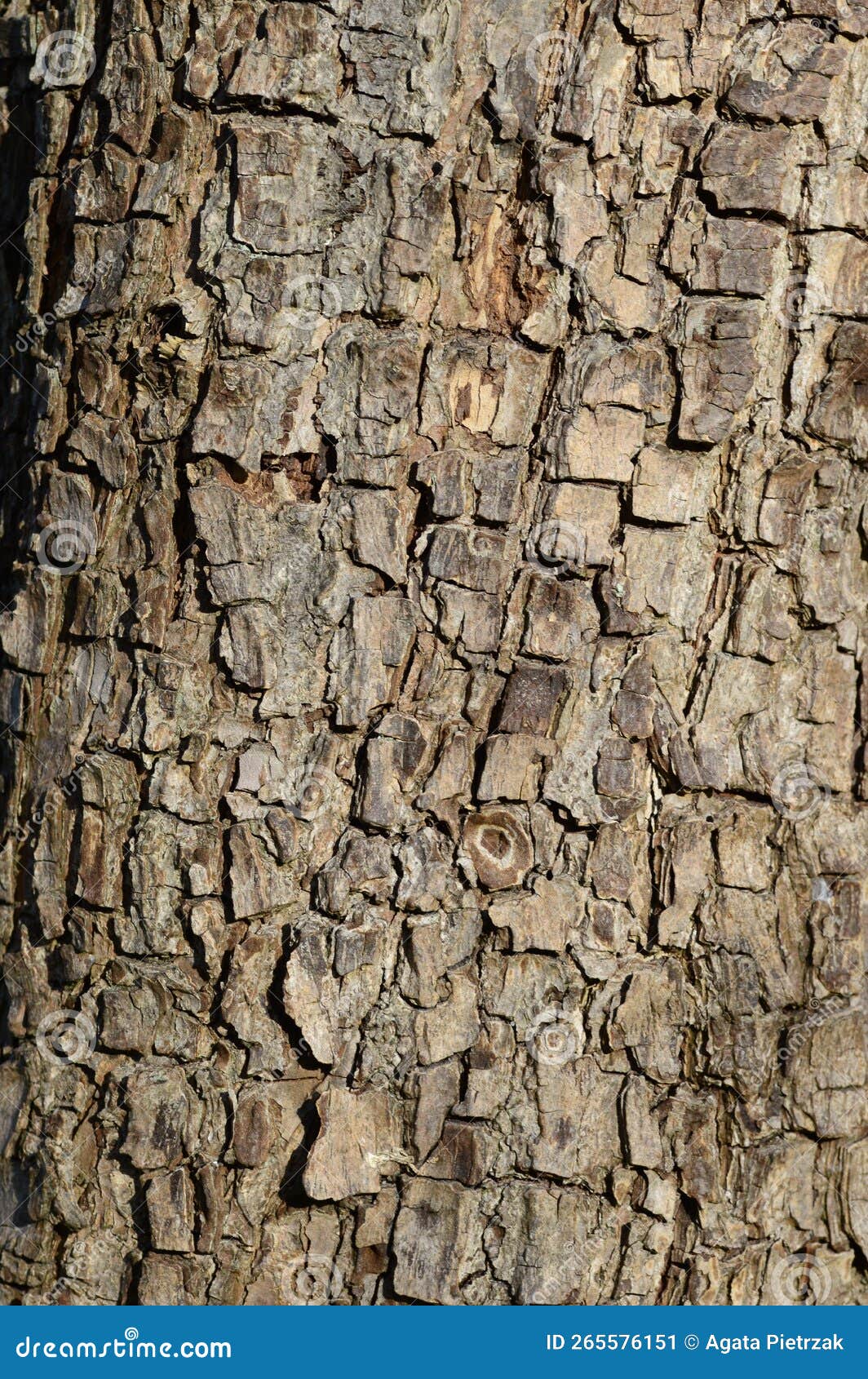 Tree bark in the sun stock image. Image of bark, outer - 265576151