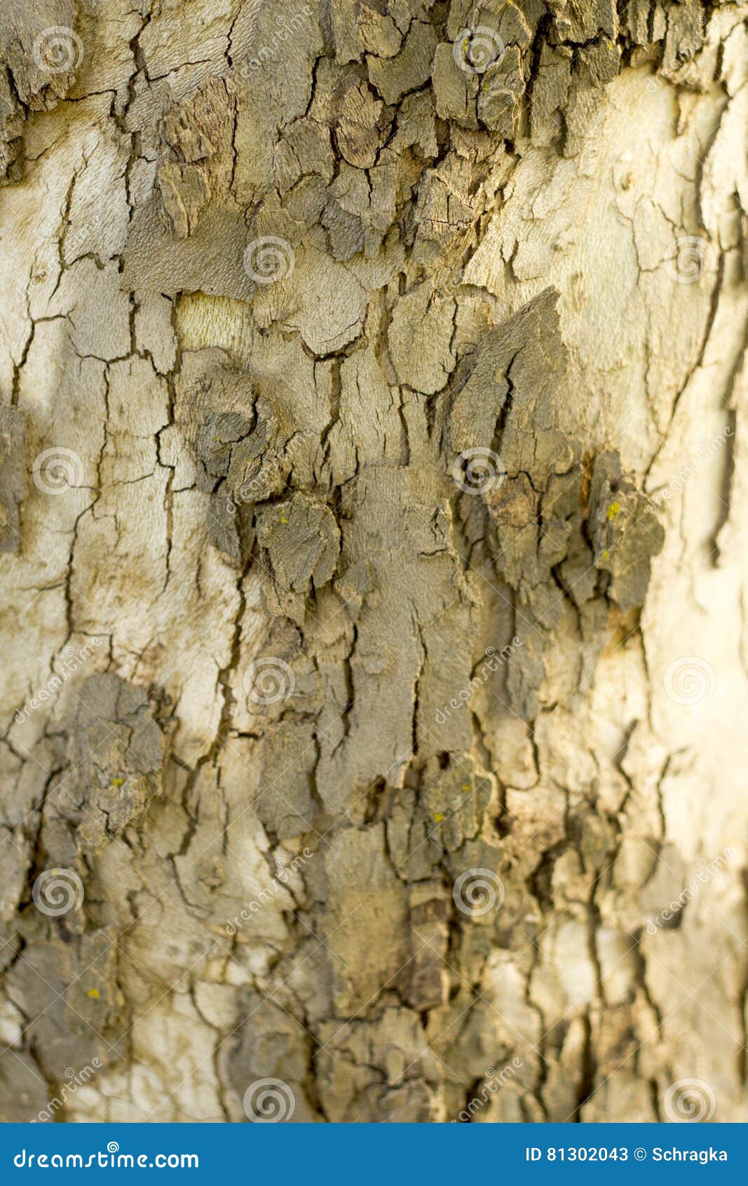 Tree bark stock image. Image of texture, summer, birch - 81302043