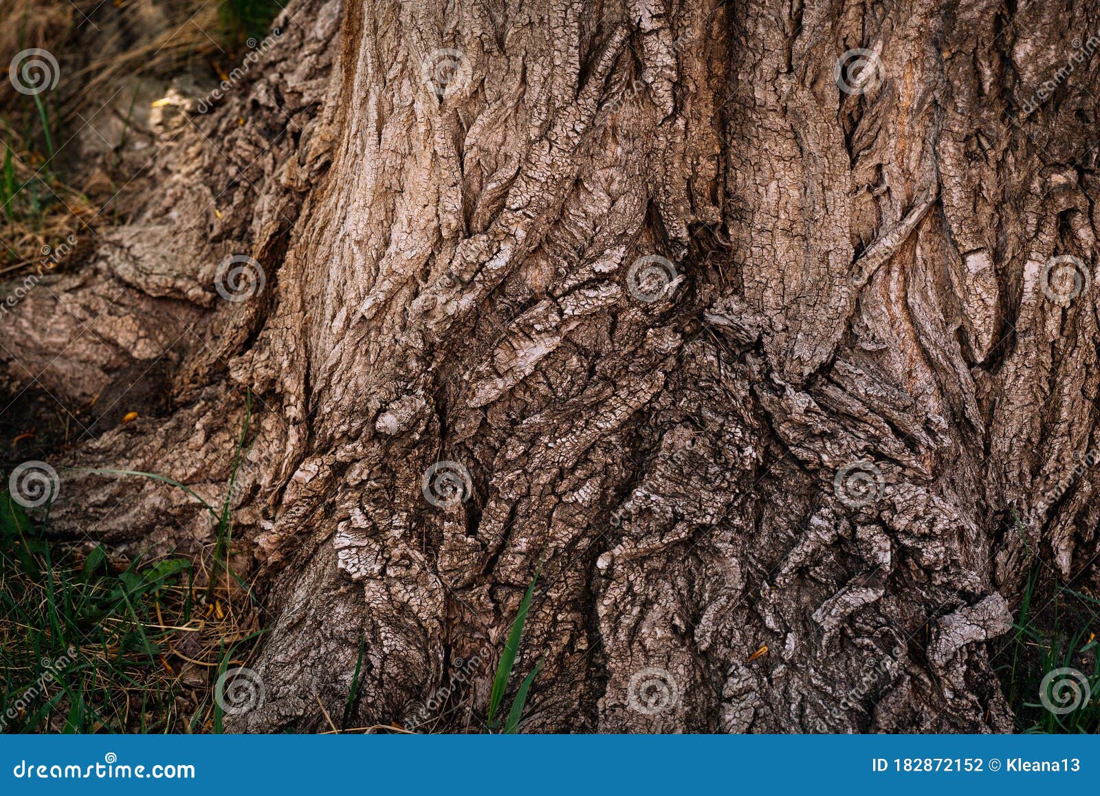 Tree bark in the sunlight stock photo. Image of texture - 182872152