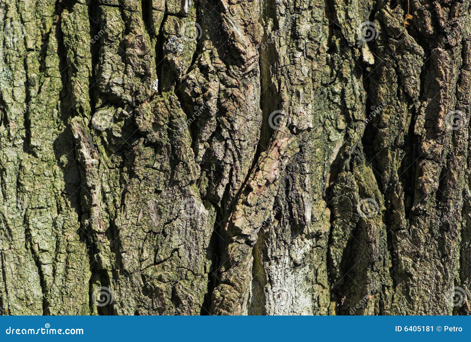 Tree bark surface stock image. Image of lumber, close - 6405181
