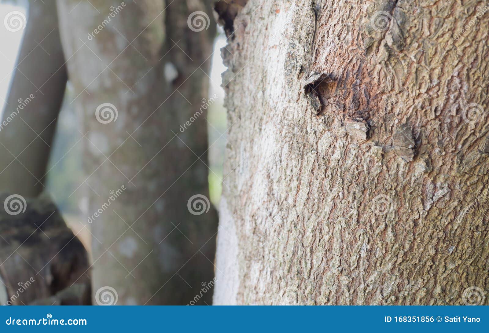Tree Bark Surface Has Cracks Stock Photo - Image of detail, organic ...